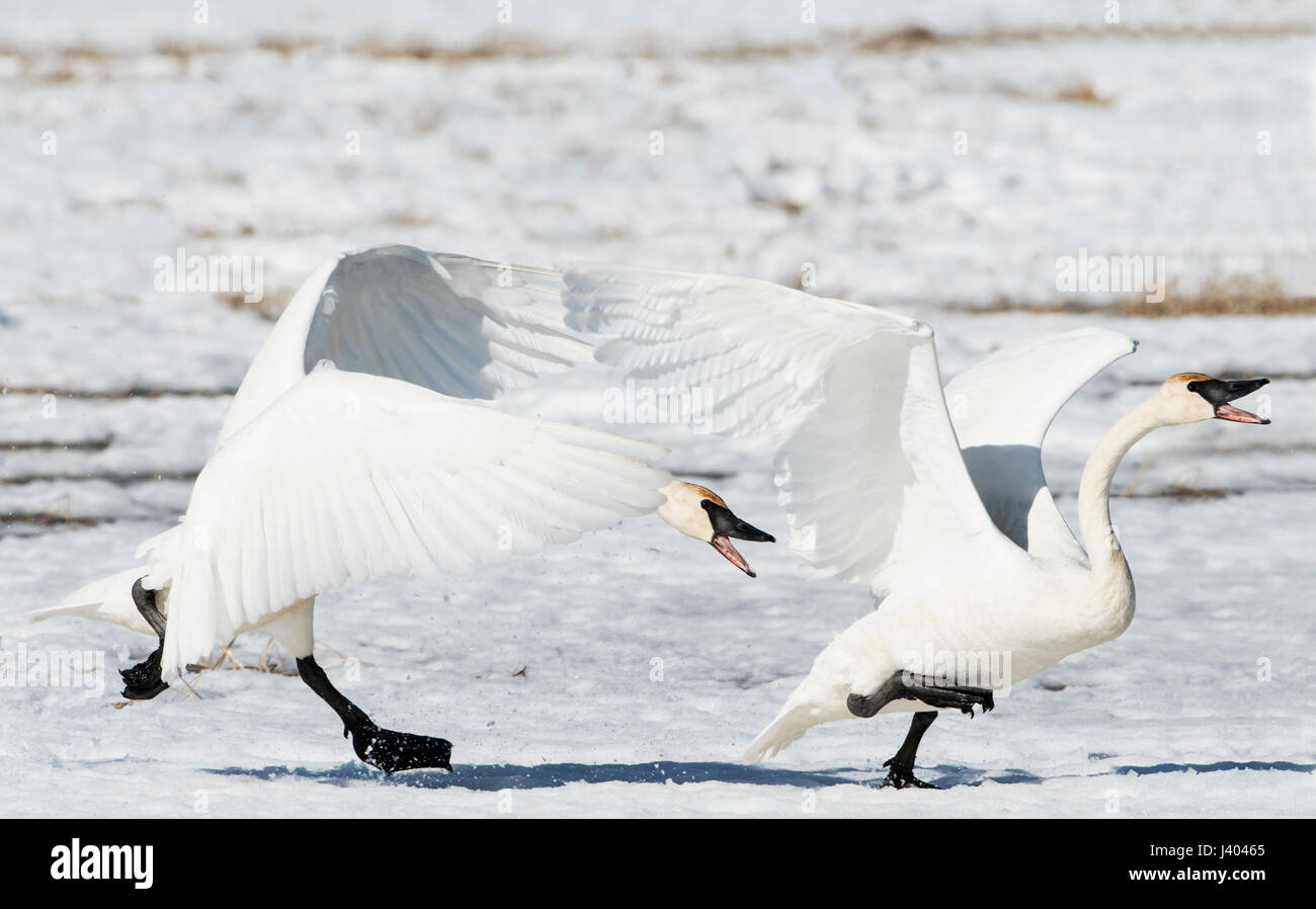 Alaska; Spring; Wildlife; Birds; Waterfowl; Trumpeter Swans Stock Photo ...