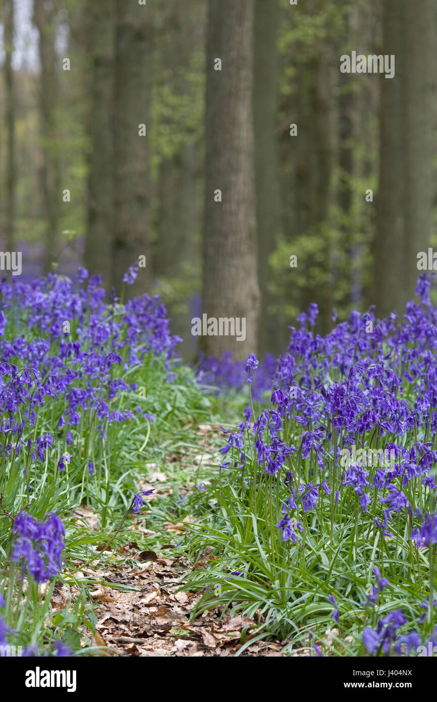 Bluebell and Beech trees in the English Countryside Stock Photo - Alamy