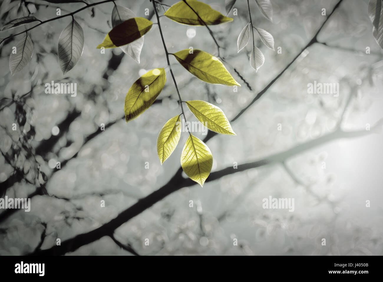 Gold Leaves dangling in sunlight Stock Photo - Alamy
