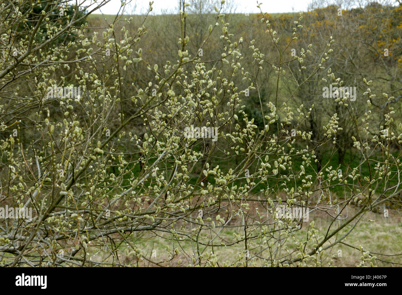 Goat Willow or Great Sallow, Salix caprea Stock Photo - Alamy