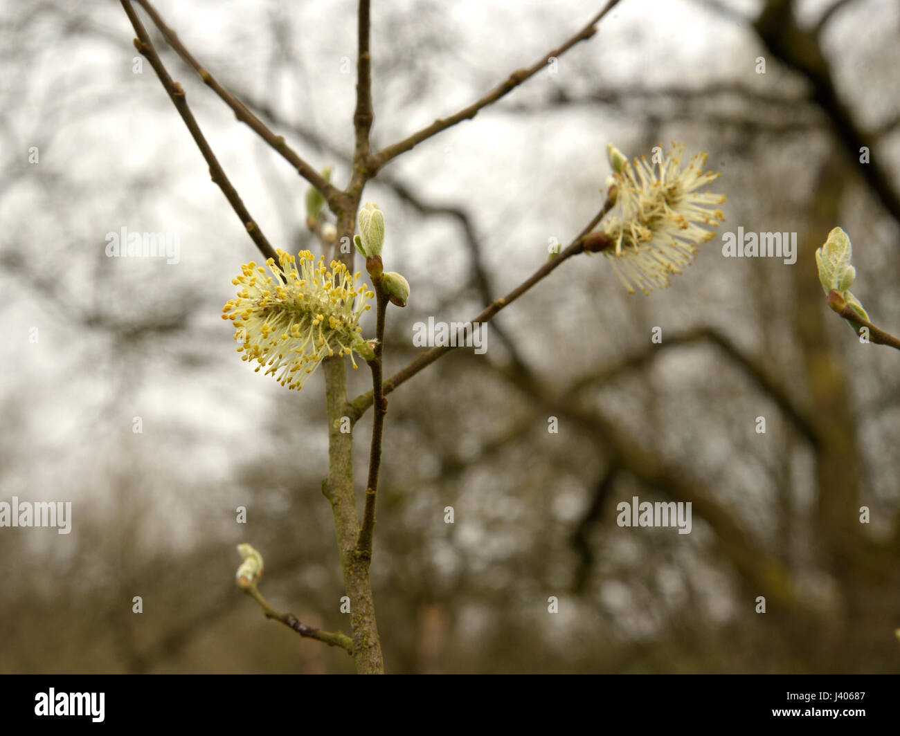 Goat Willow, Salix caprea, male flower catkins Stock Photo - Alamy