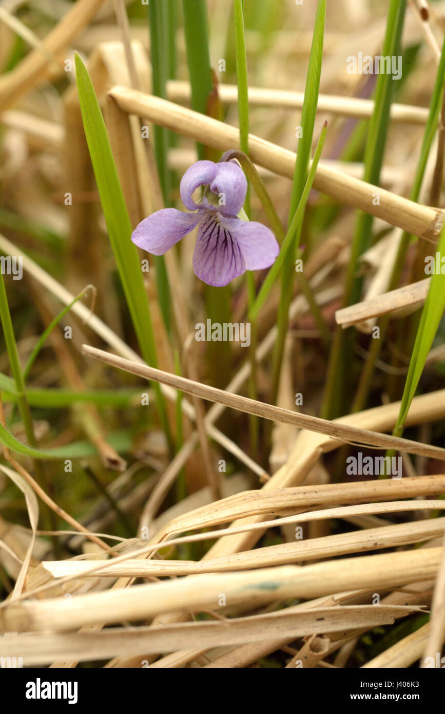 Marsh Violet, Viola palustris Stock Photo - Alamy
