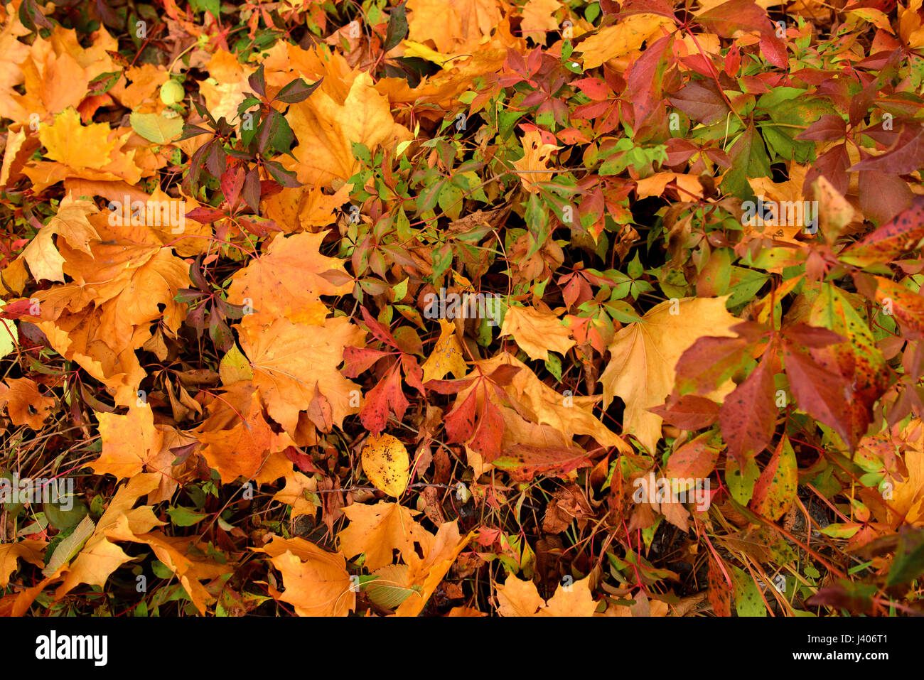 Yellow, orange and red autumn leaves in fall park Stock Photo - Alamy