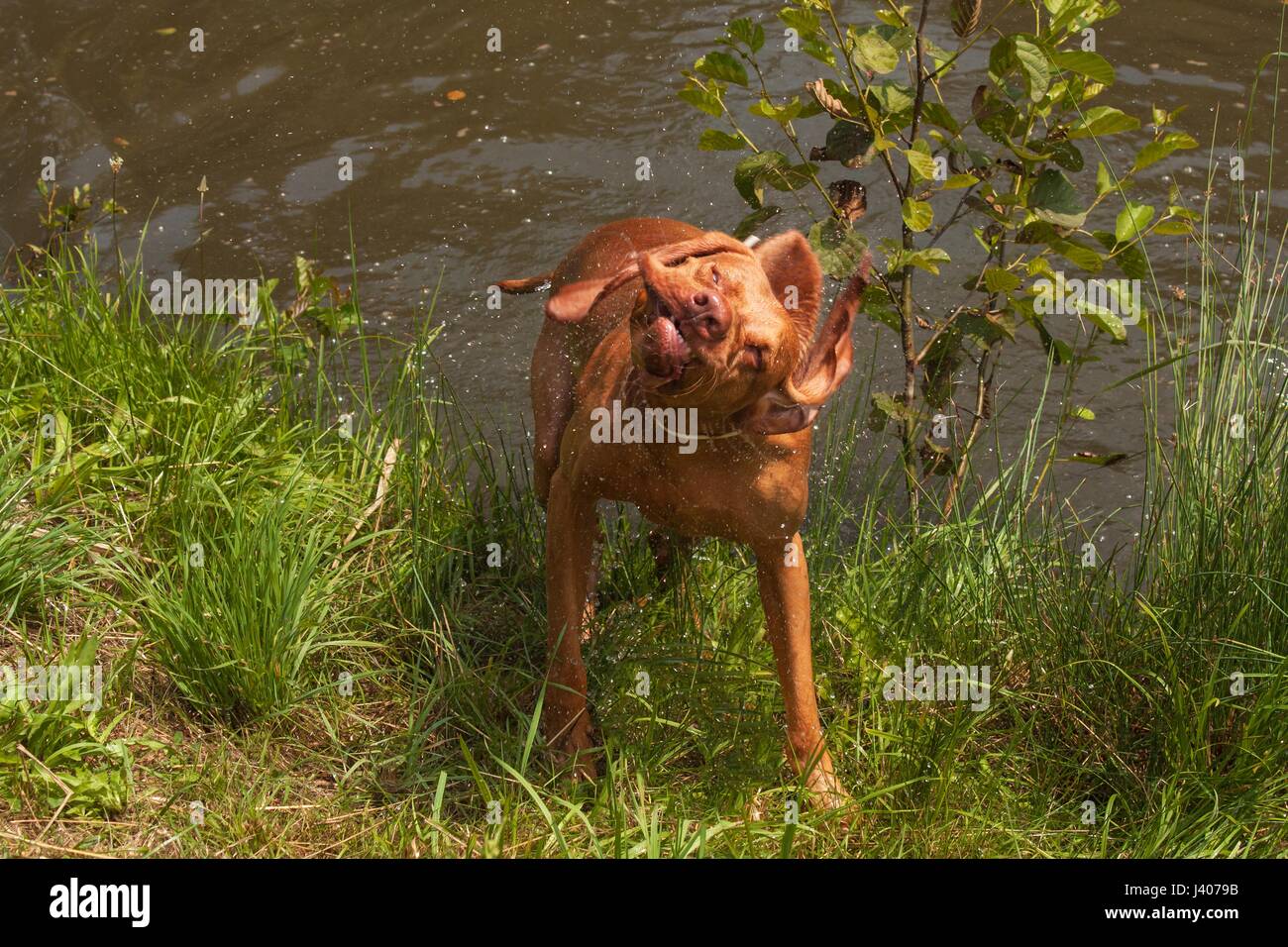 Hungarian water dogs hi-res stock photography and images - Alamy