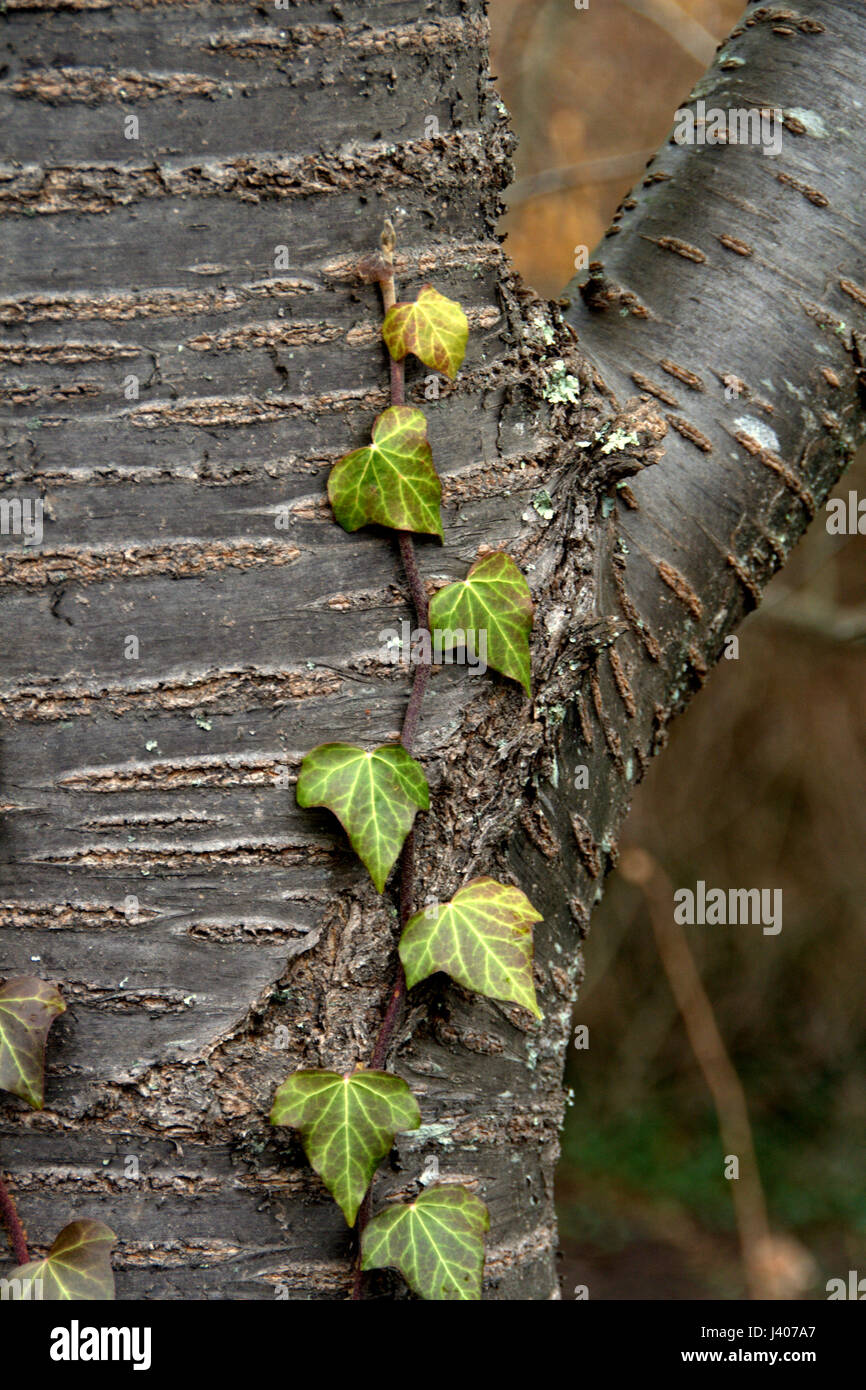 Thick stem hi-res stock photography and images - Alamy