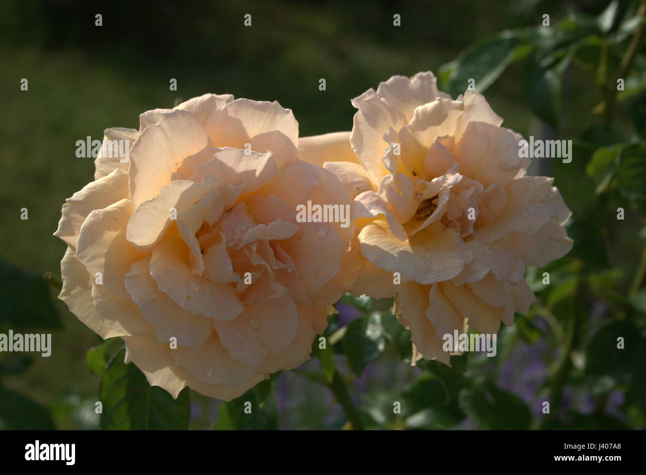 Peach English rose Stock Photo - Alamy