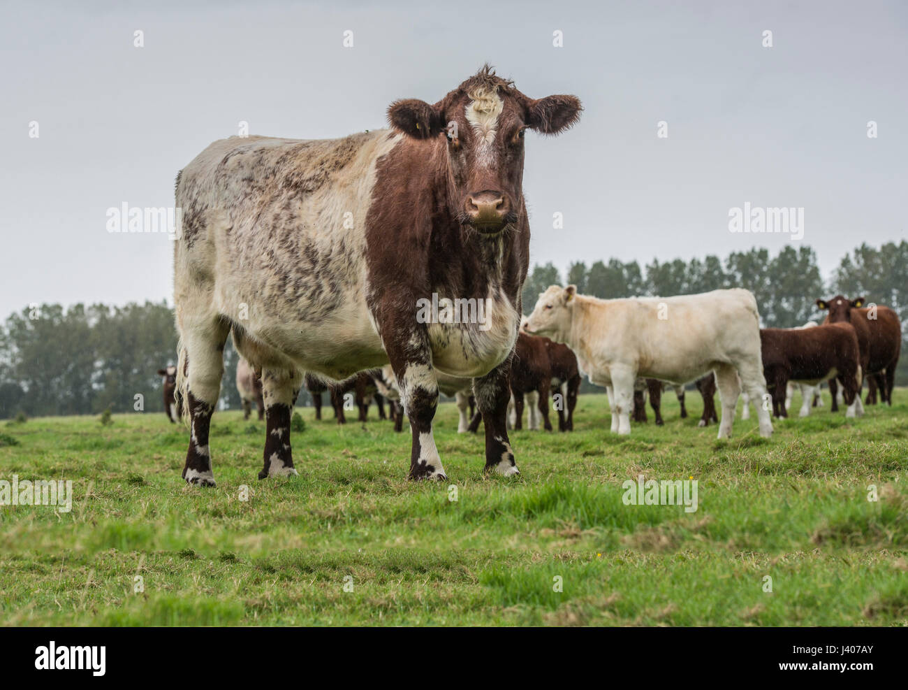 Shorthorn Plus Heifer