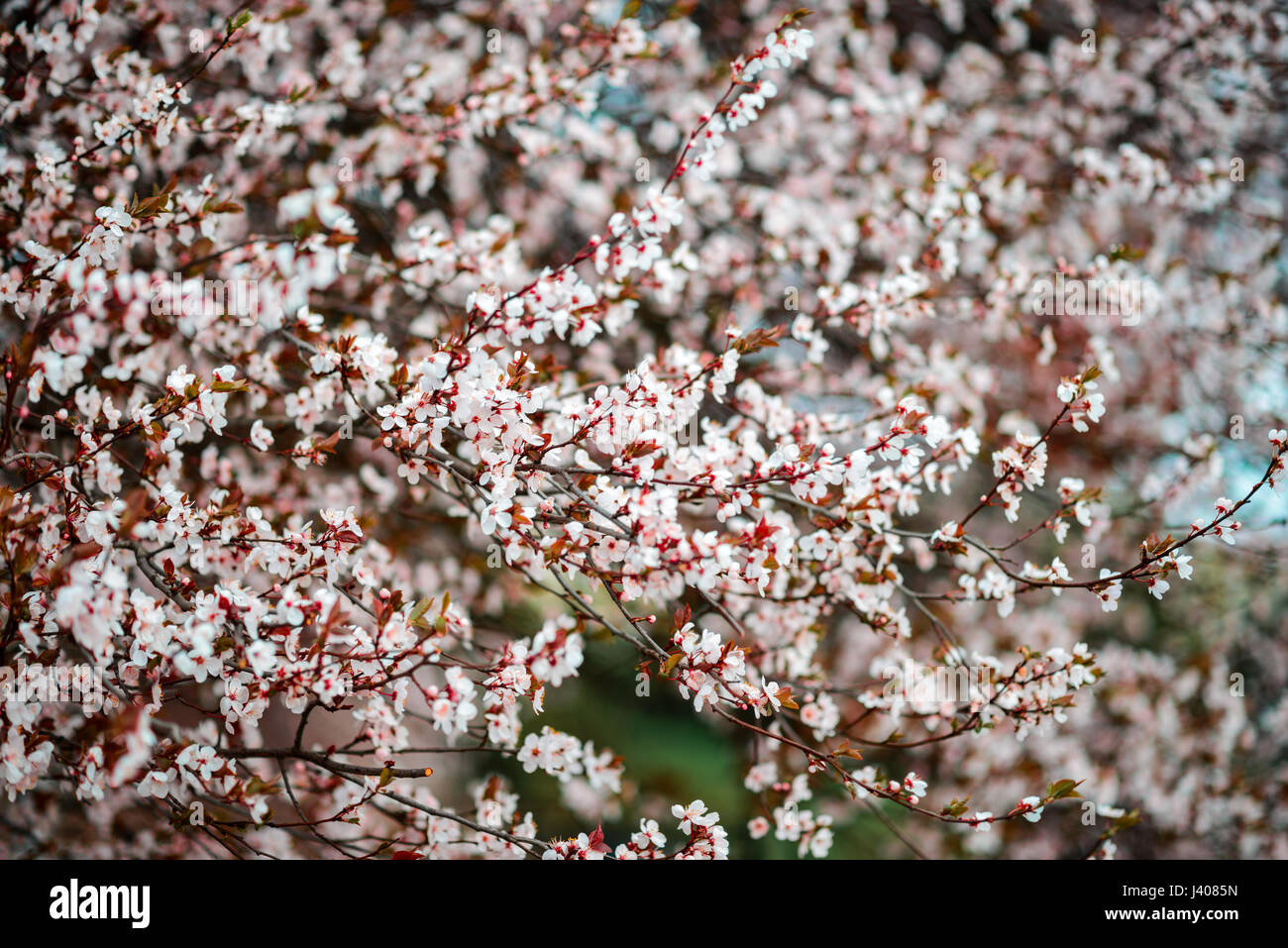 Sakura Flower or Cherry Blossom With Beautiful Nature Stock Photo - Alamy
