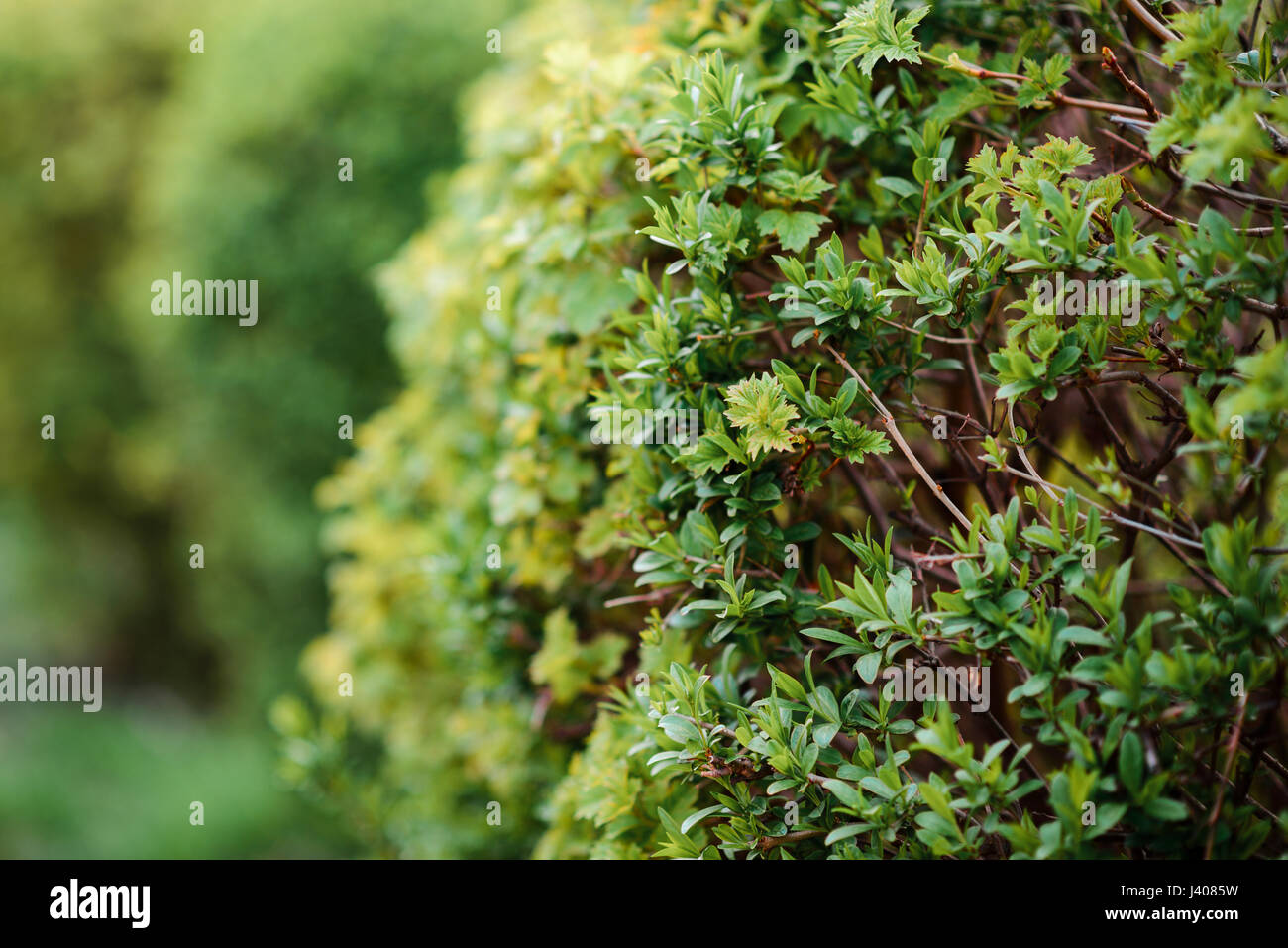 Bush of green grass from meadow, background Stock Photo - Alamy