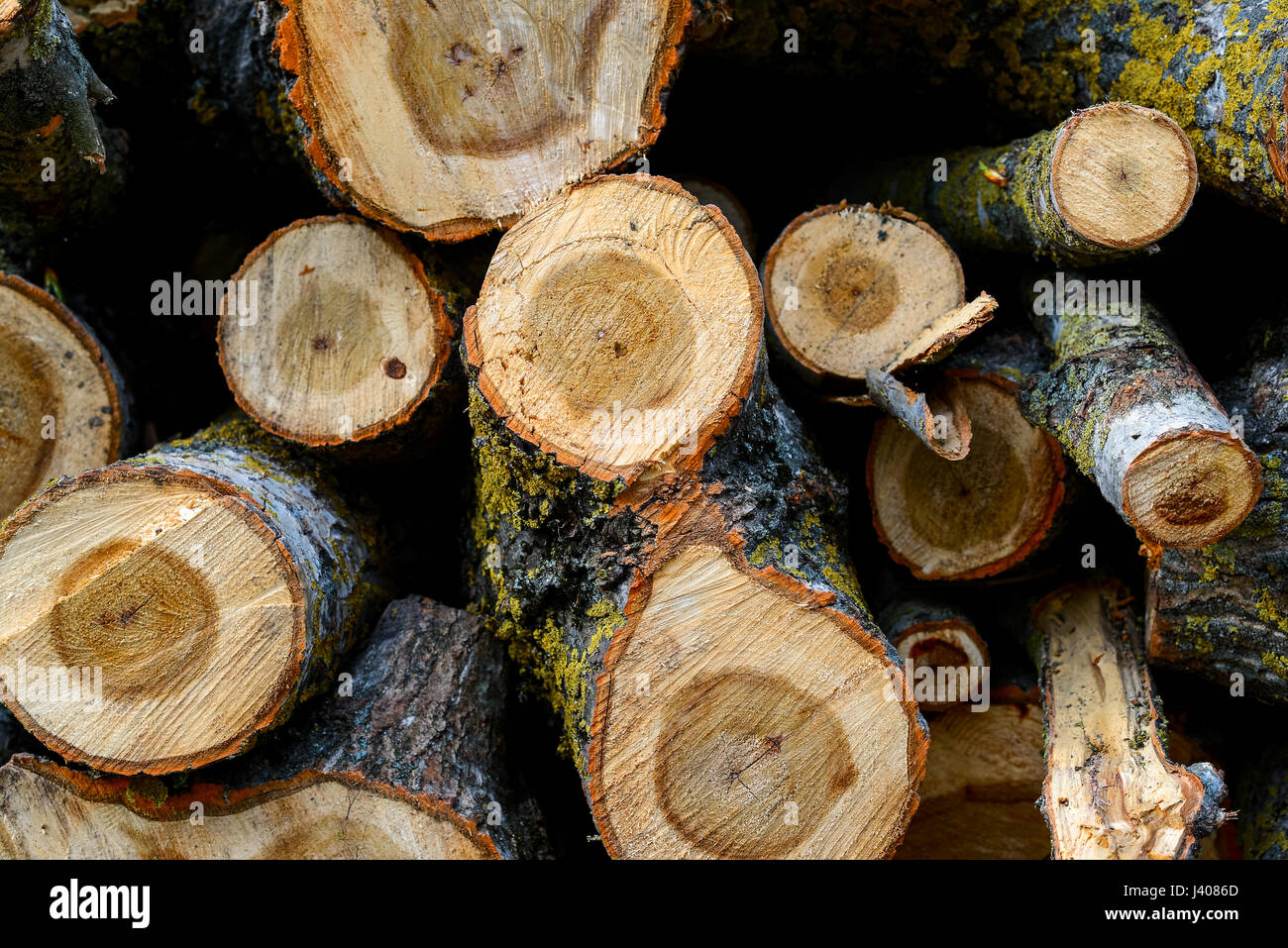 Stacked Wood Logs With Pine Trees, background Stock Photo - Alamy