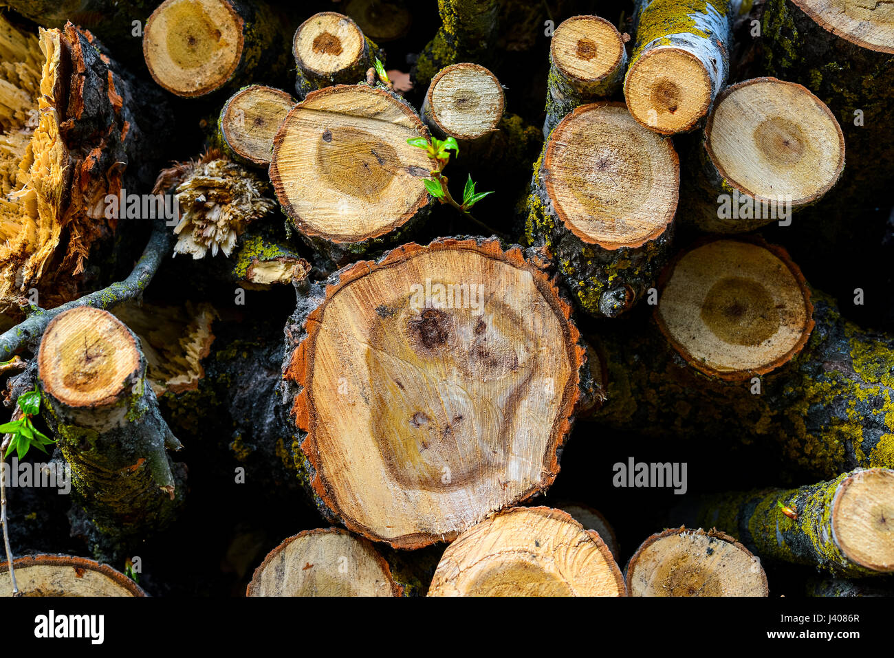 Stacked Wood Logs With Pine Trees, background Stock Photo - Alamy