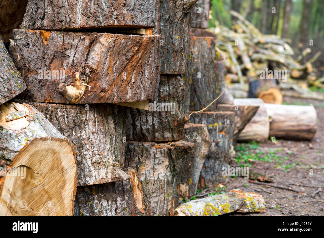 Stacked Wood Logs With Pine Trees, background Stock Photo - Alamy