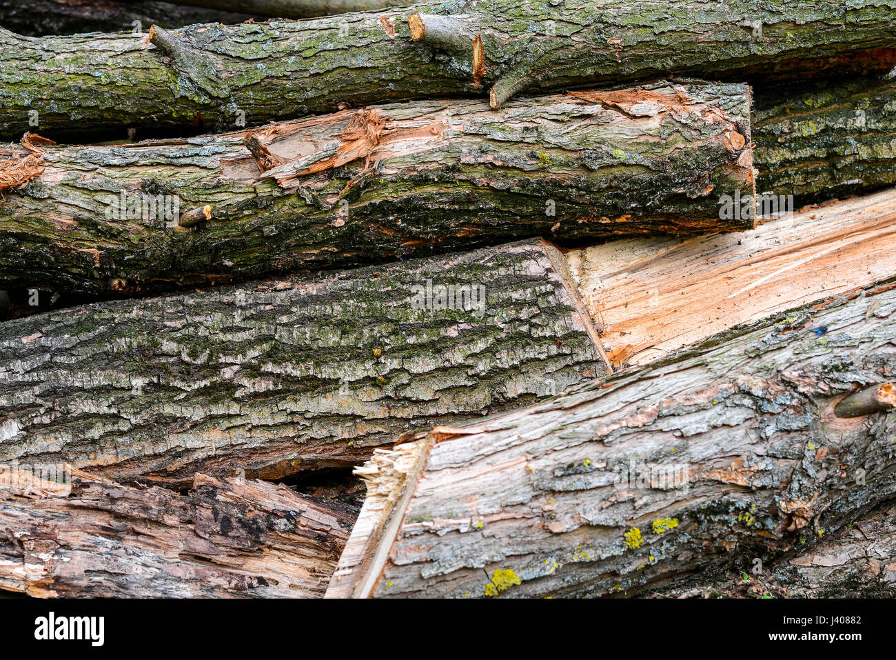 Stacked Wood Logs With Pine Trees, background Stock Photo - Alamy