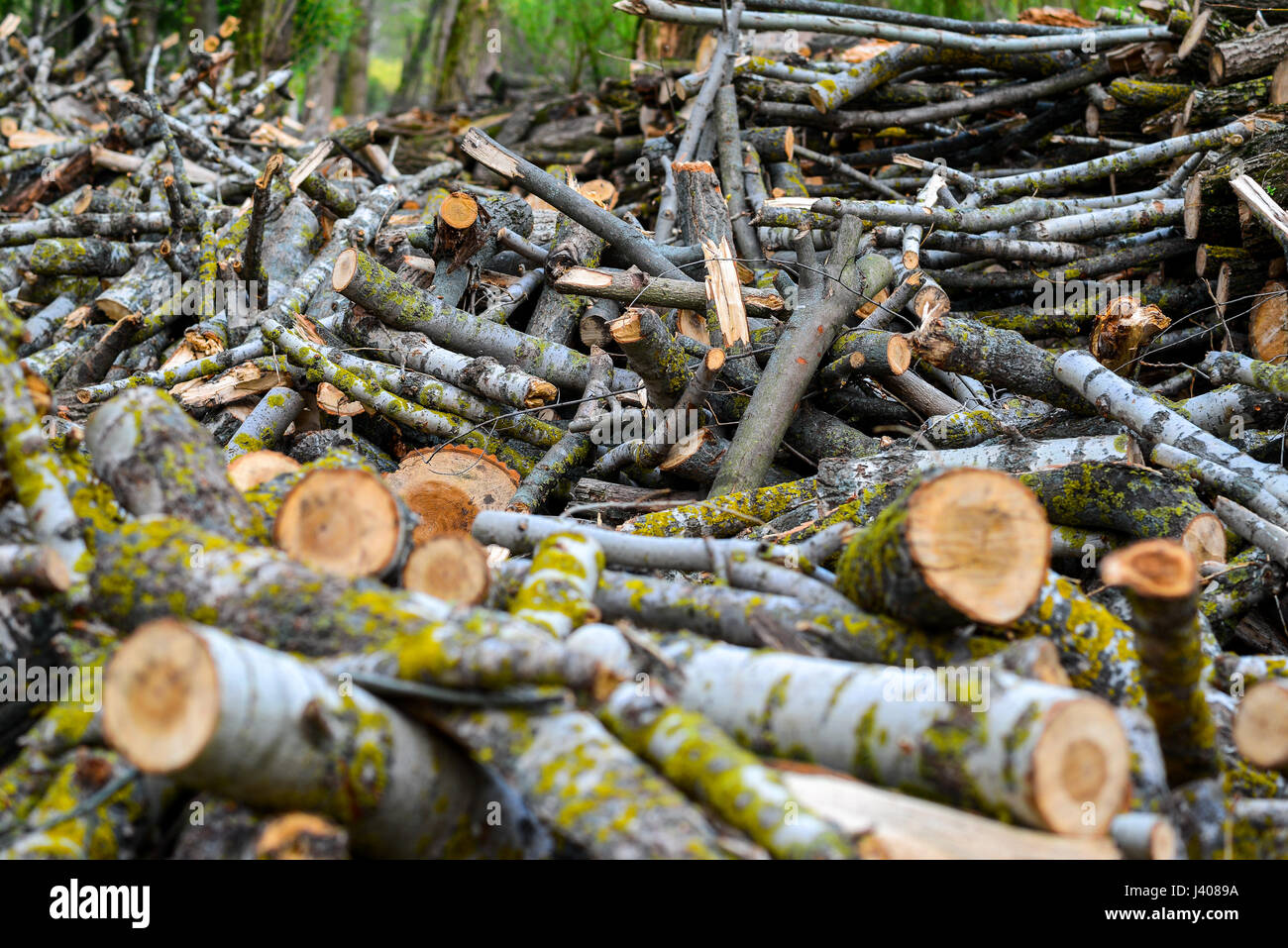 Stacked Wood Logs With Pine Trees, background Stock Photo - Alamy