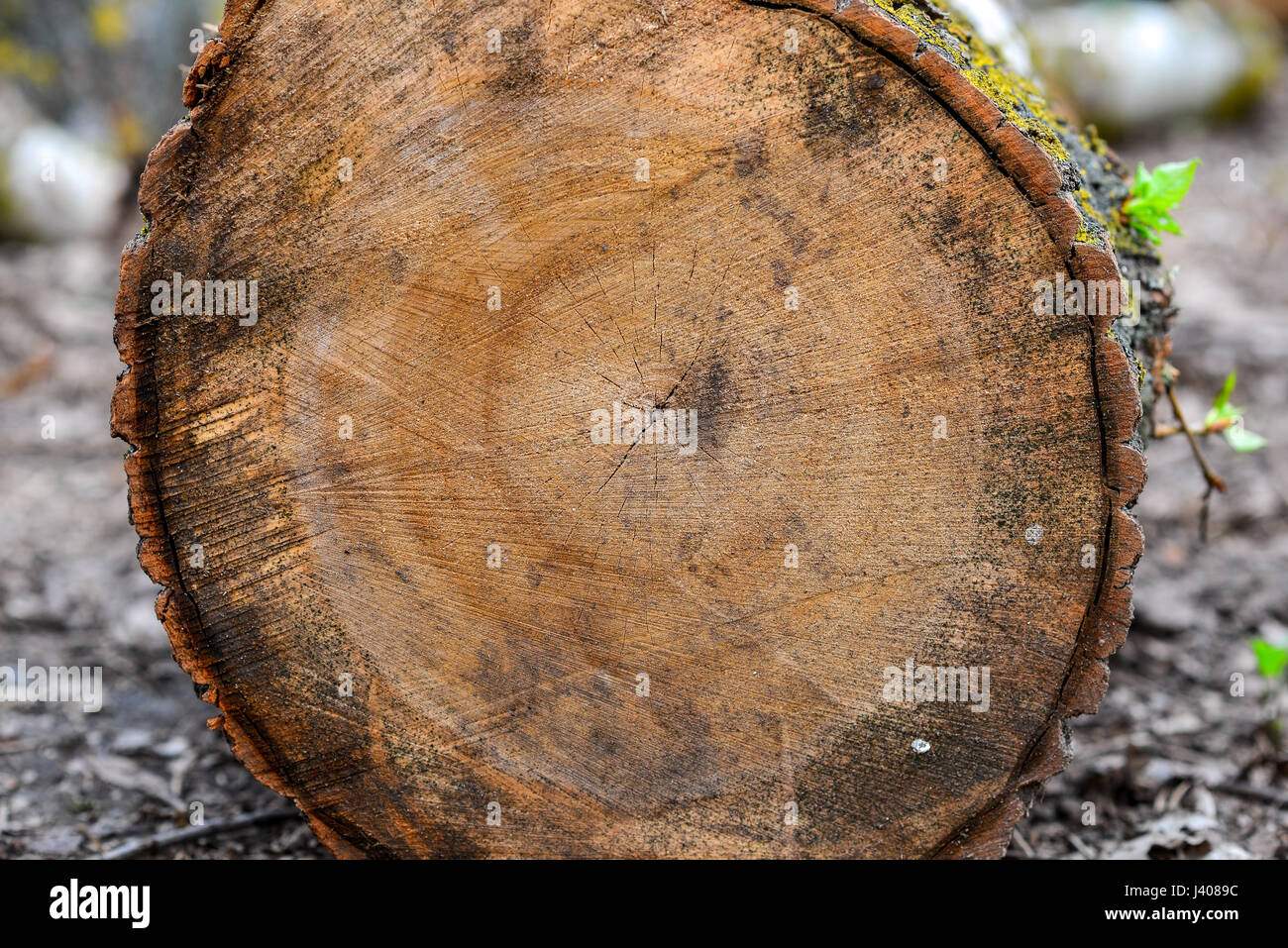 Stacked Wood Logs With Pine Trees, background Stock Photo - Alamy