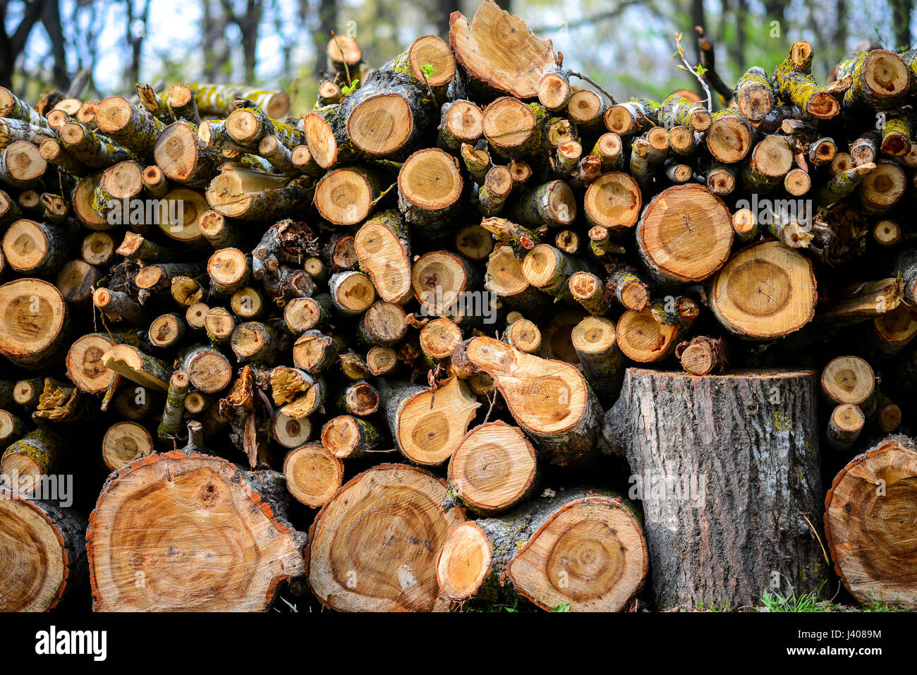 Stacked Wood Logs With Pine Trees, background Stock Photo - Alamy