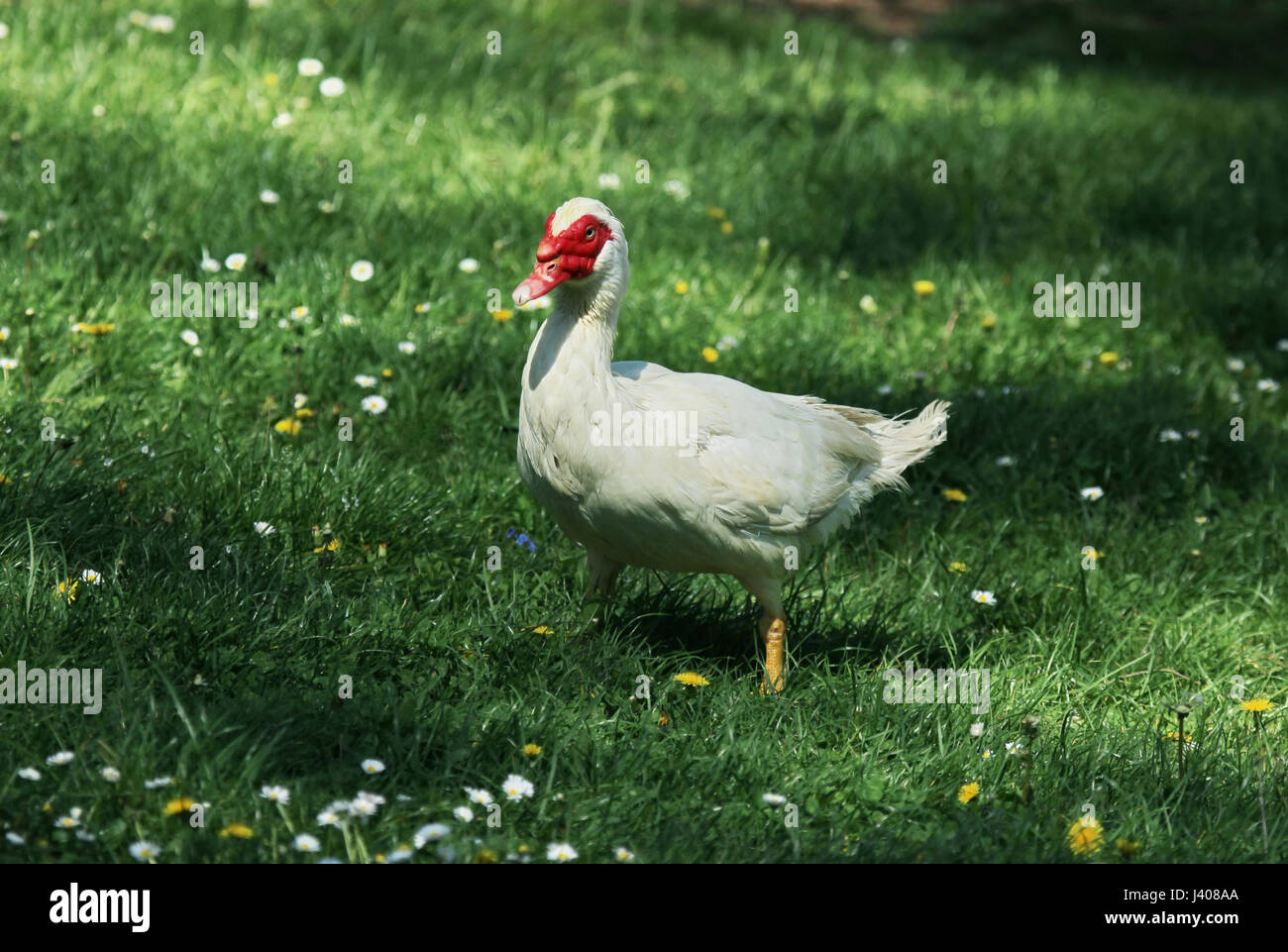 Muscovy duck hi-res stock photography and images - Alamy