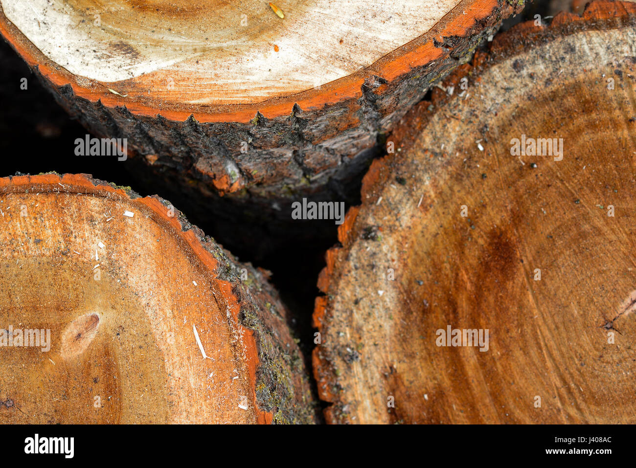 Stacked Wood Logs With Pine Trees, background Stock Photo - Alamy