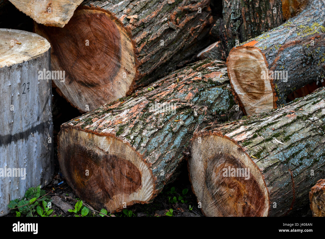 Stacked Wood Logs With Pine Trees, background Stock Photo - Alamy
