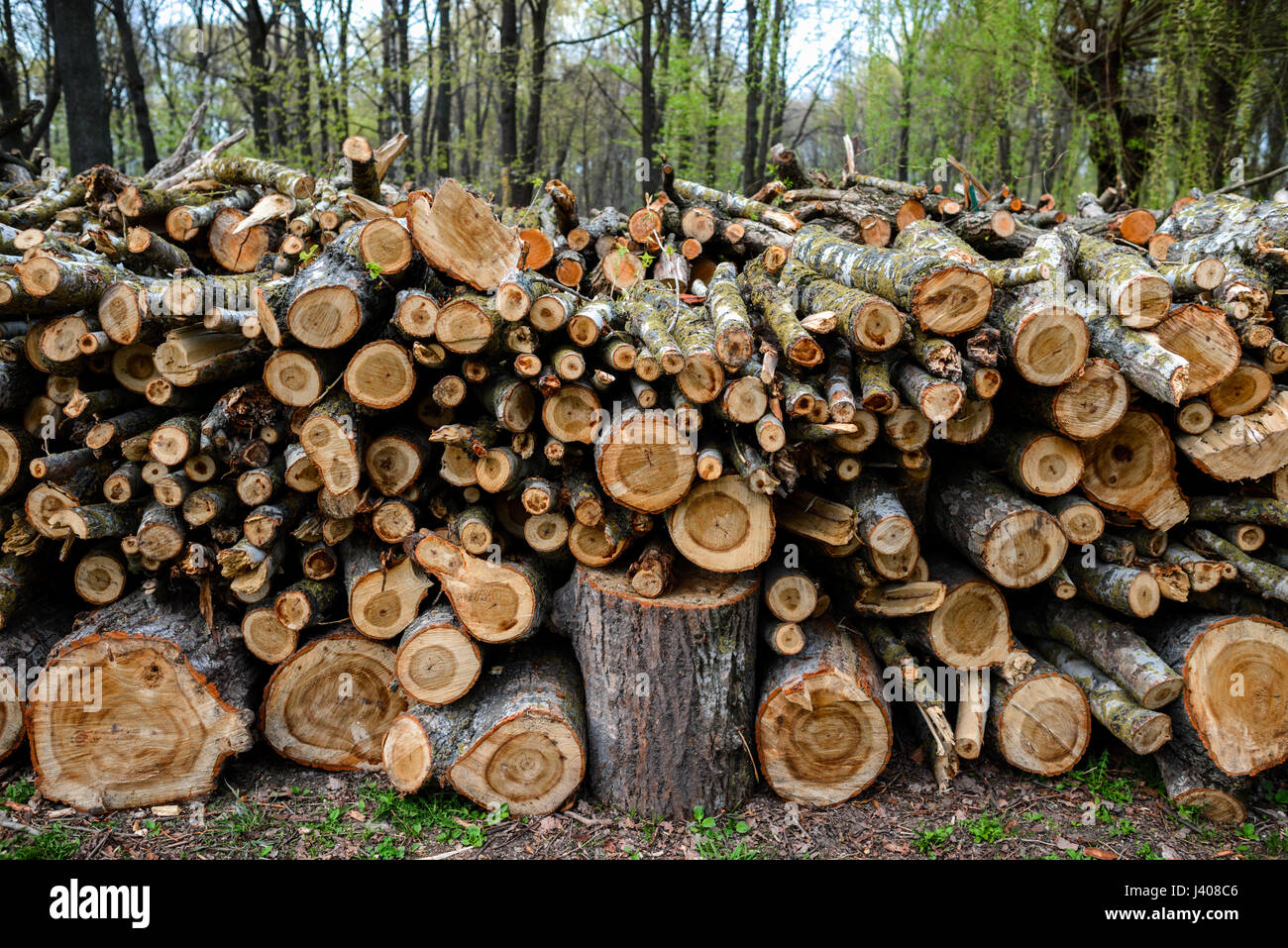 Stacked Wood Logs With Pine Trees, background Stock Photo - Alamy