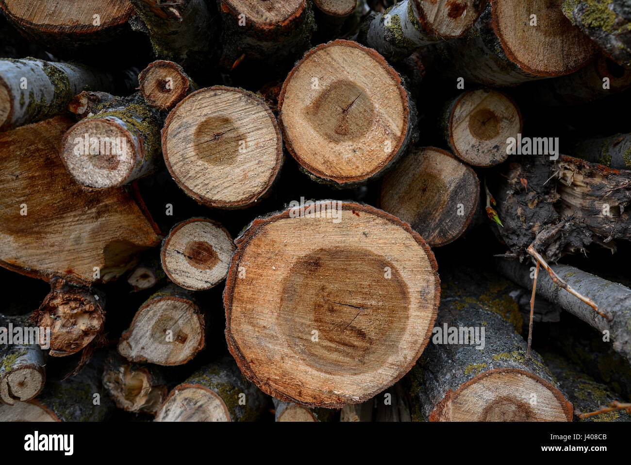 Stacked Wood Logs With Pine Trees, background Stock Photo - Alamy