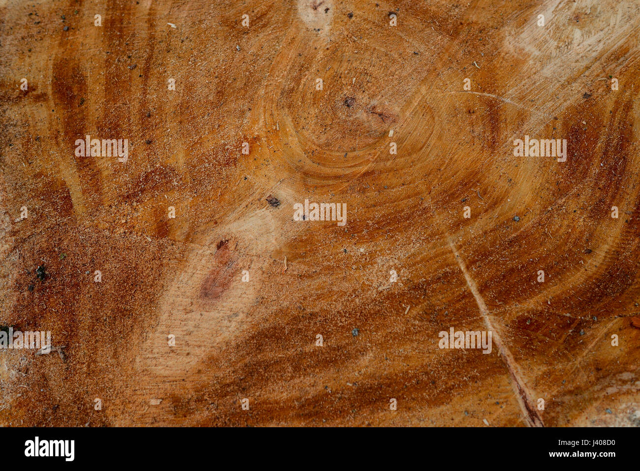 Stacked Wood Logs With Pine Trees, background Stock Photo - Alamy