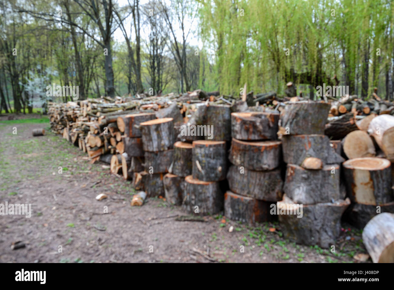 Stacked Wood Logs With Pine Trees, background Stock Photo - Alamy