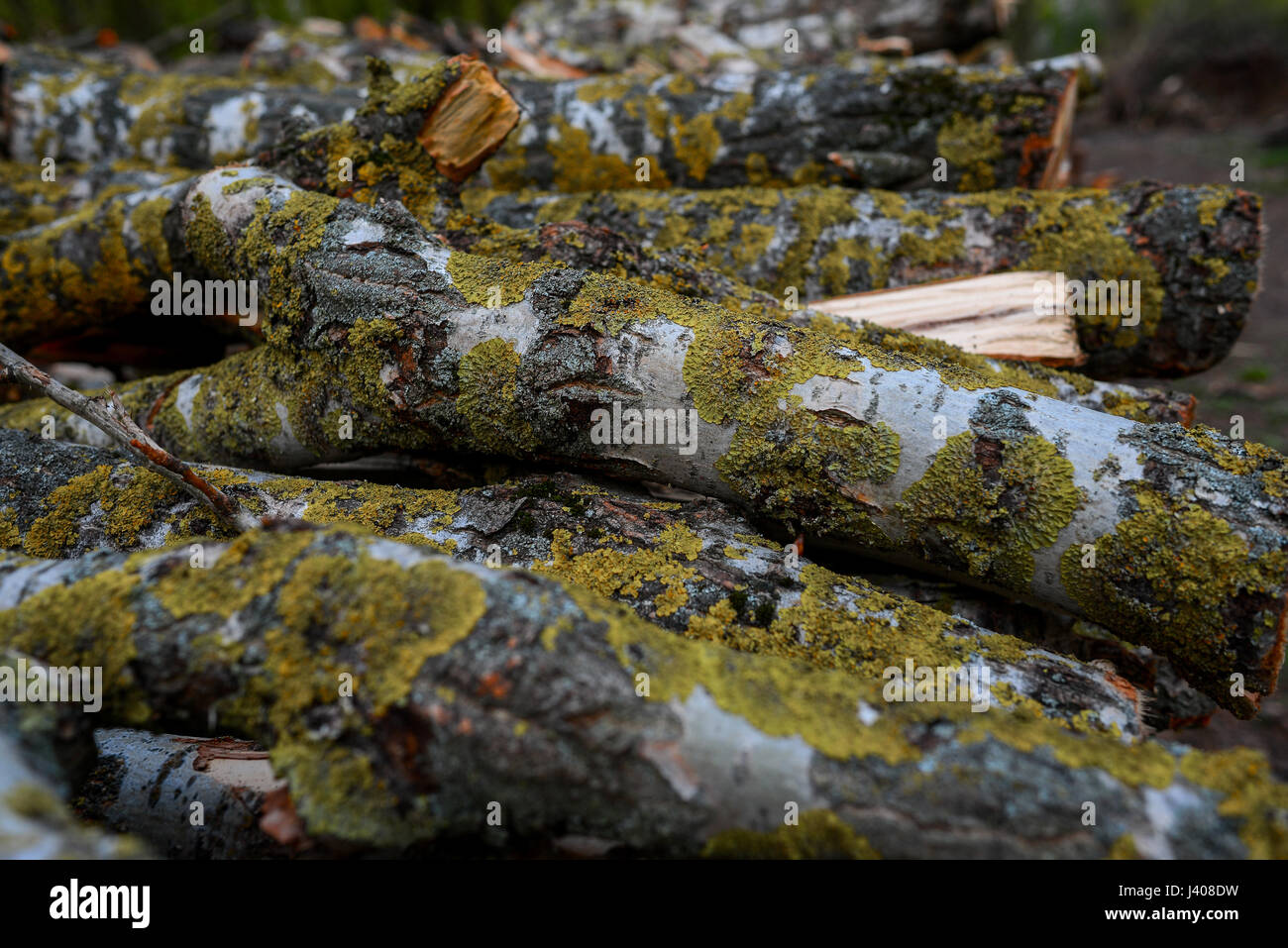 Stacked Wood Logs With Pine Trees, background Stock Photo - Alamy
