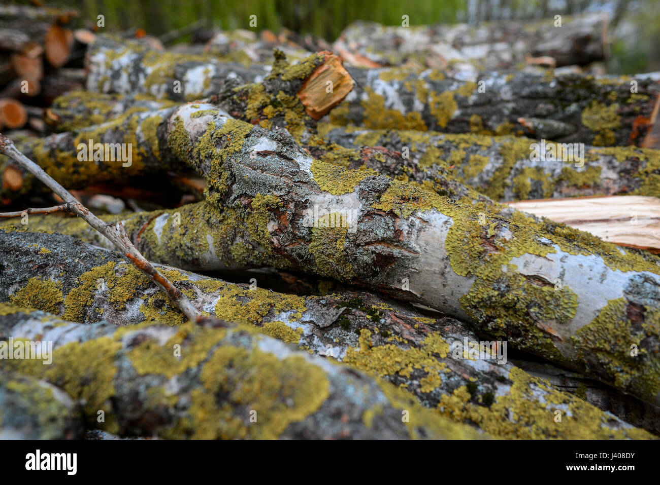 Stacked Wood Logs With Pine Trees, background Stock Photo - Alamy