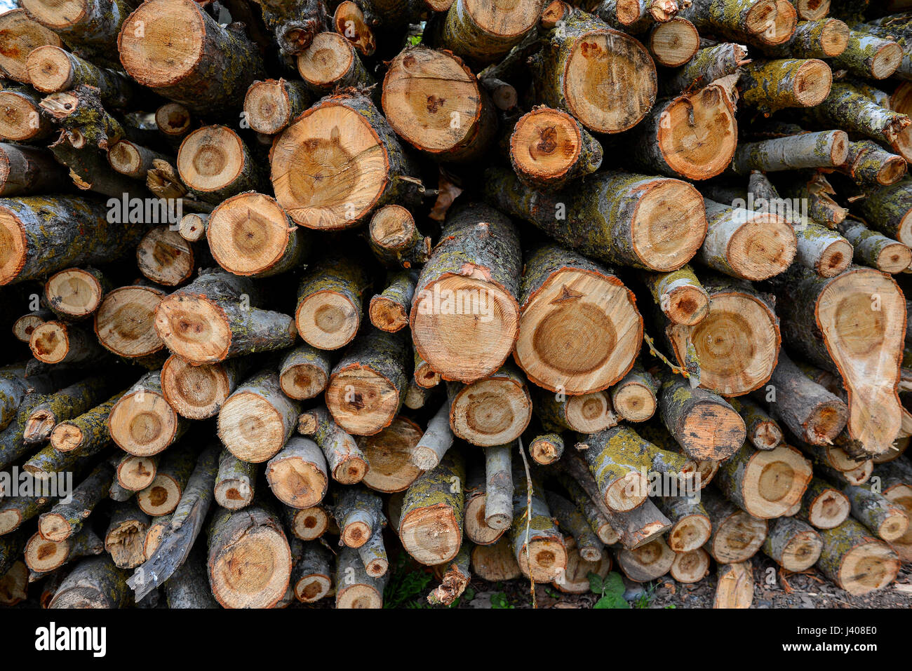 Stacked Wood Logs With Pine Trees, background Stock Photo - Alamy