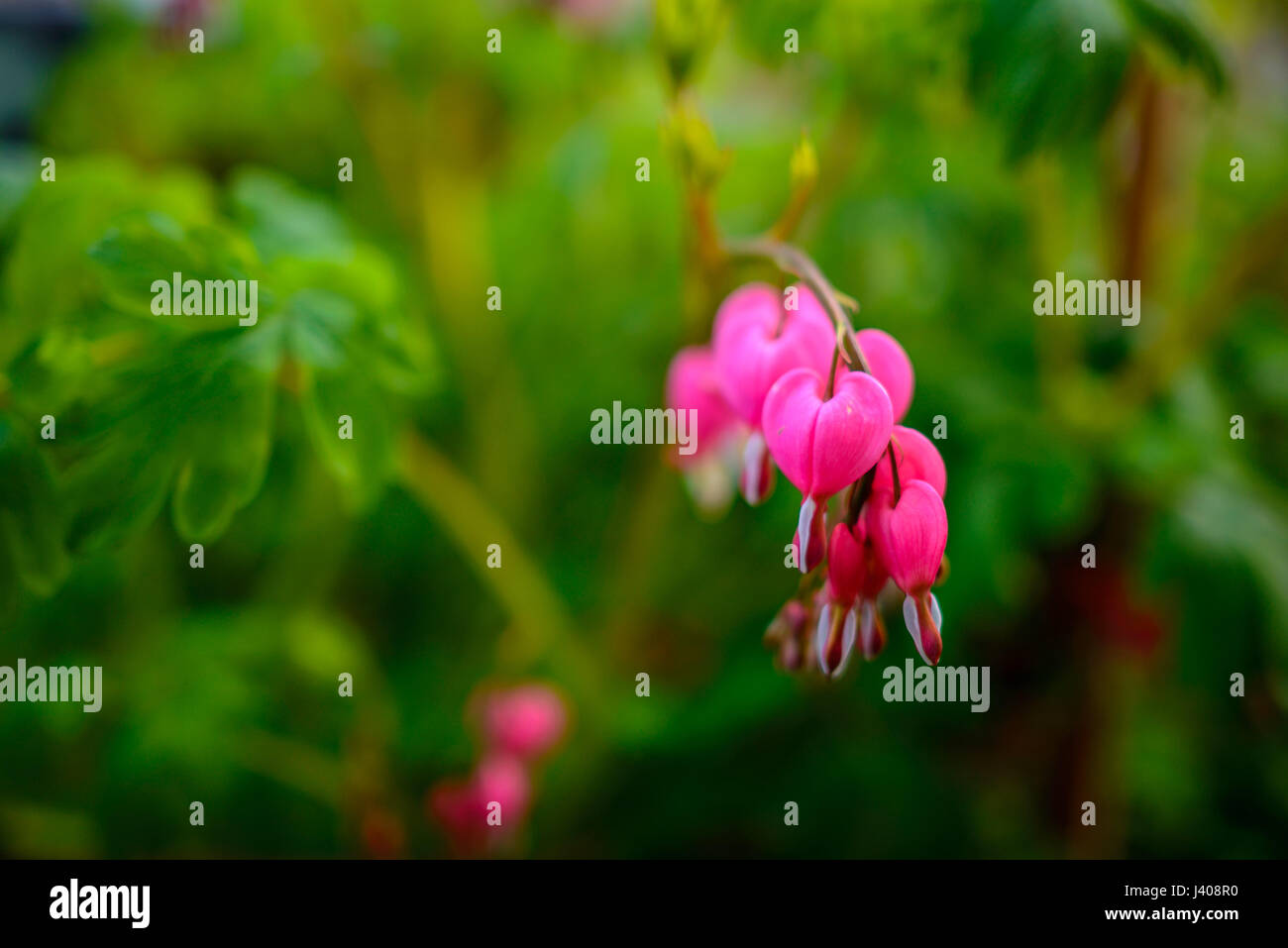 Ruby throated hummingbird ,archilochus colubris female approaching ...