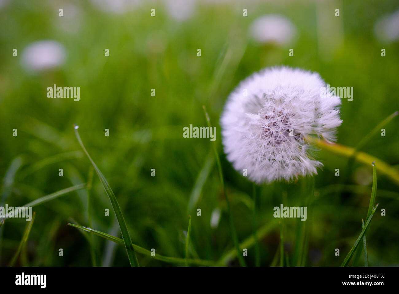 Air dandelions on a green field. Spring background Stock Photo - Alamy