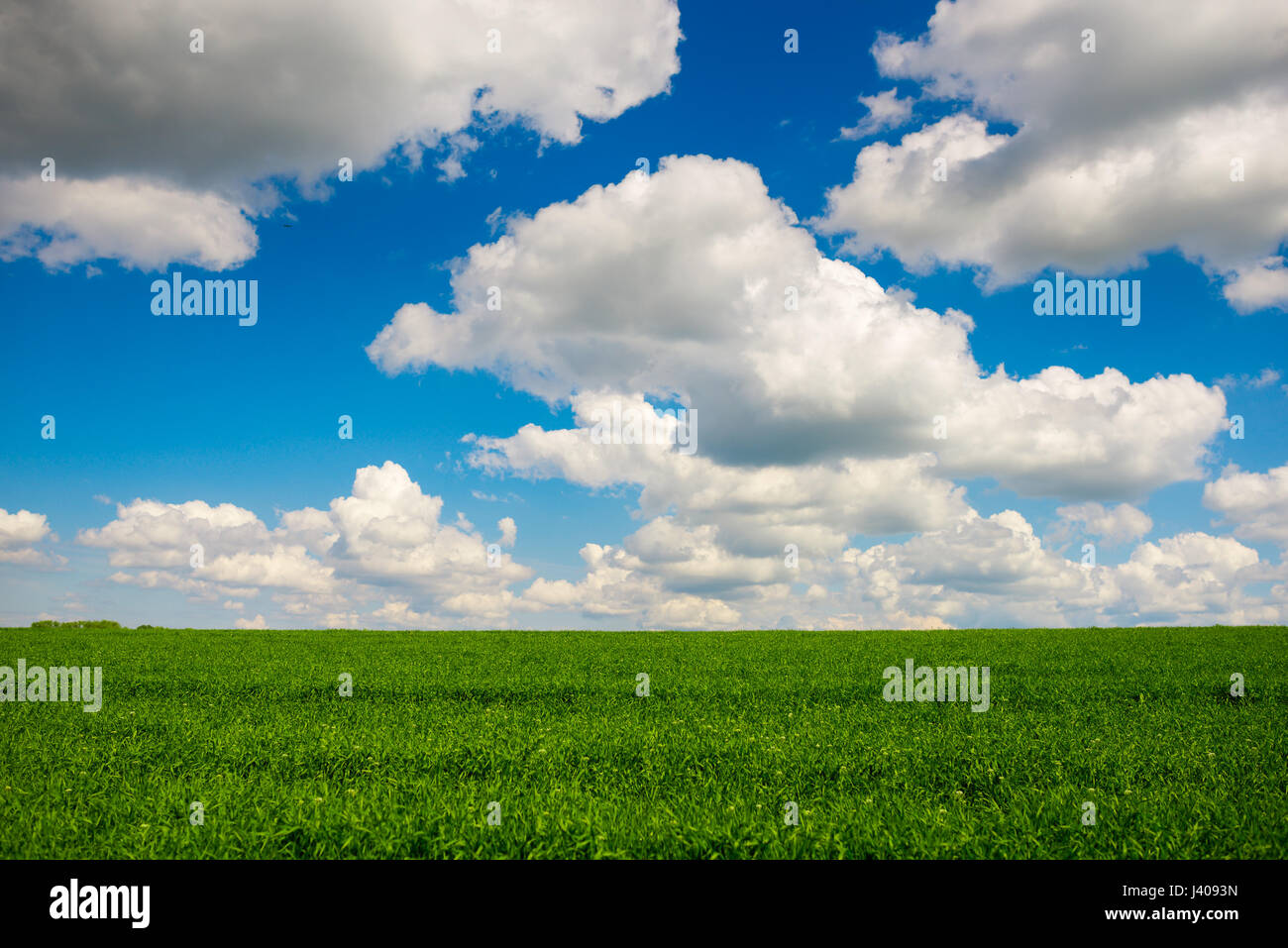 Green grass and blue sky with white clouds,background Stock Photo - Alamy