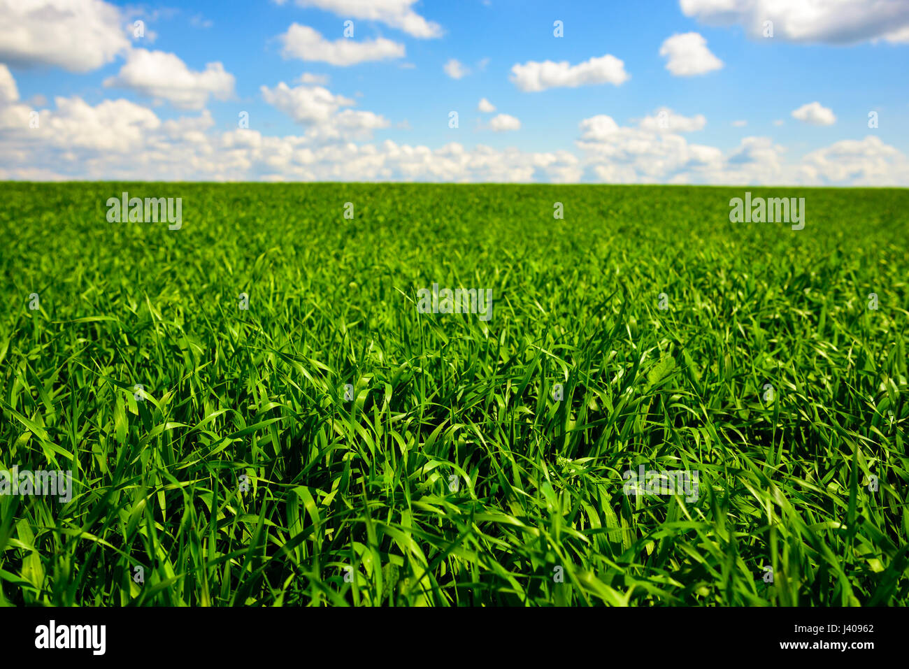 Green grass and blue sky with white clouds,background Stock Photo - Alamy