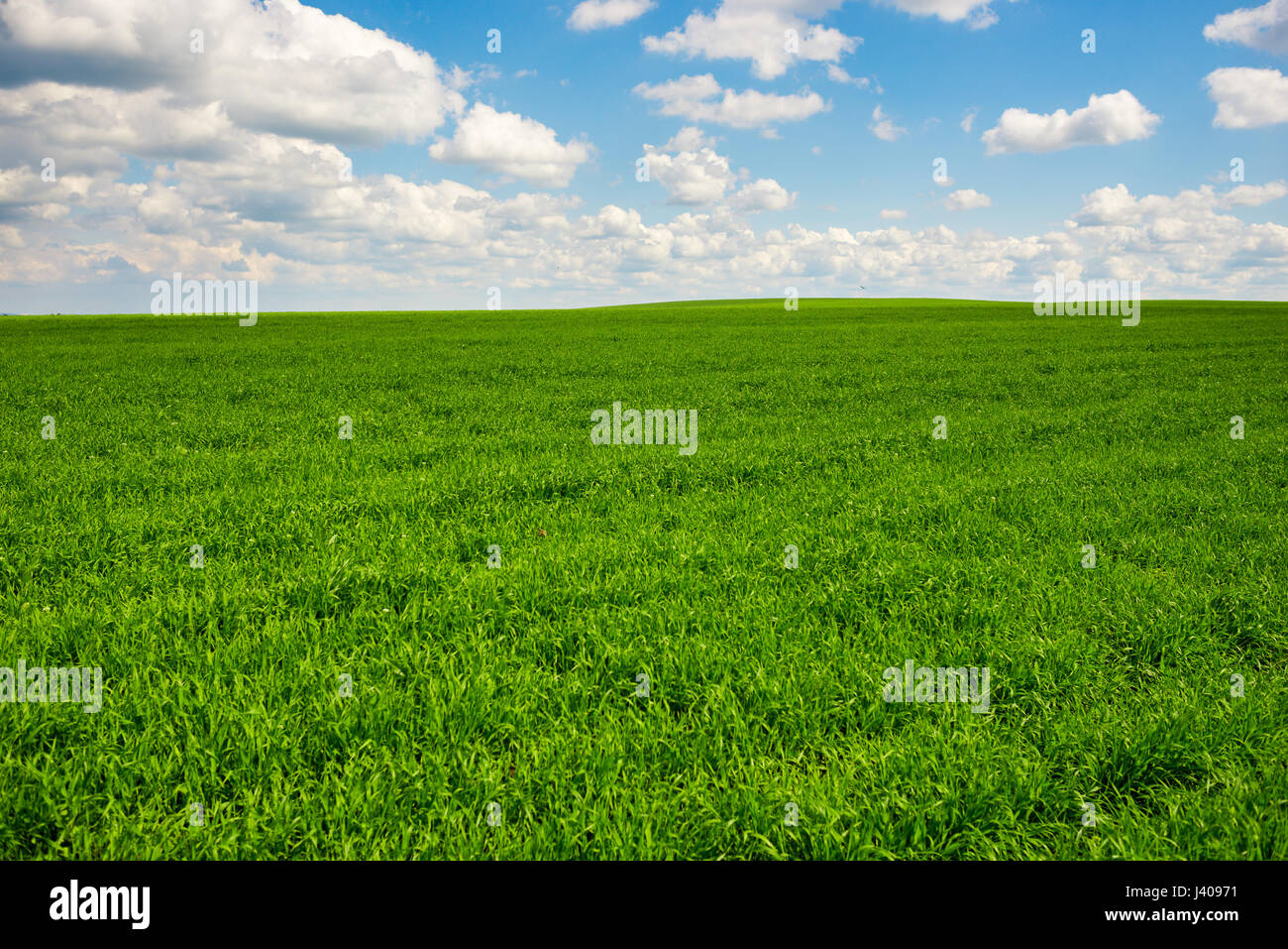 Green grass and blue sky with white clouds,background Stock Photo - Alamy