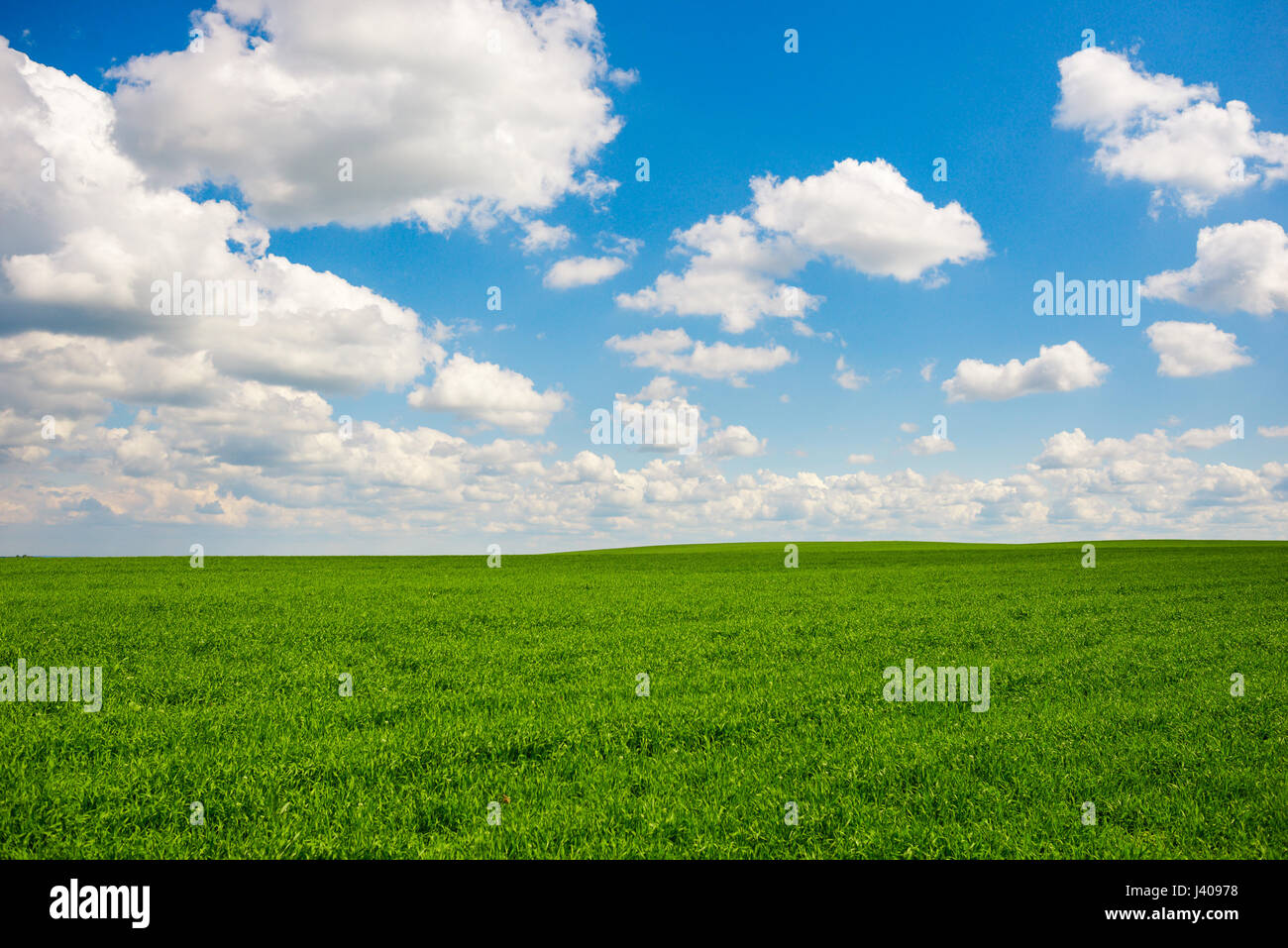 Green grass and blue sky with white clouds,background Stock Photo - Alamy