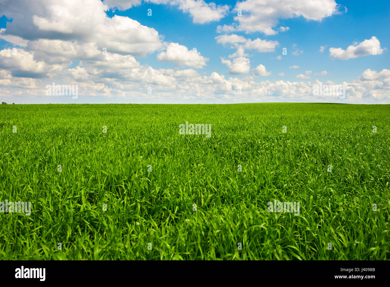 Green grass and blue sky with white clouds,background Stock Photo - Alamy