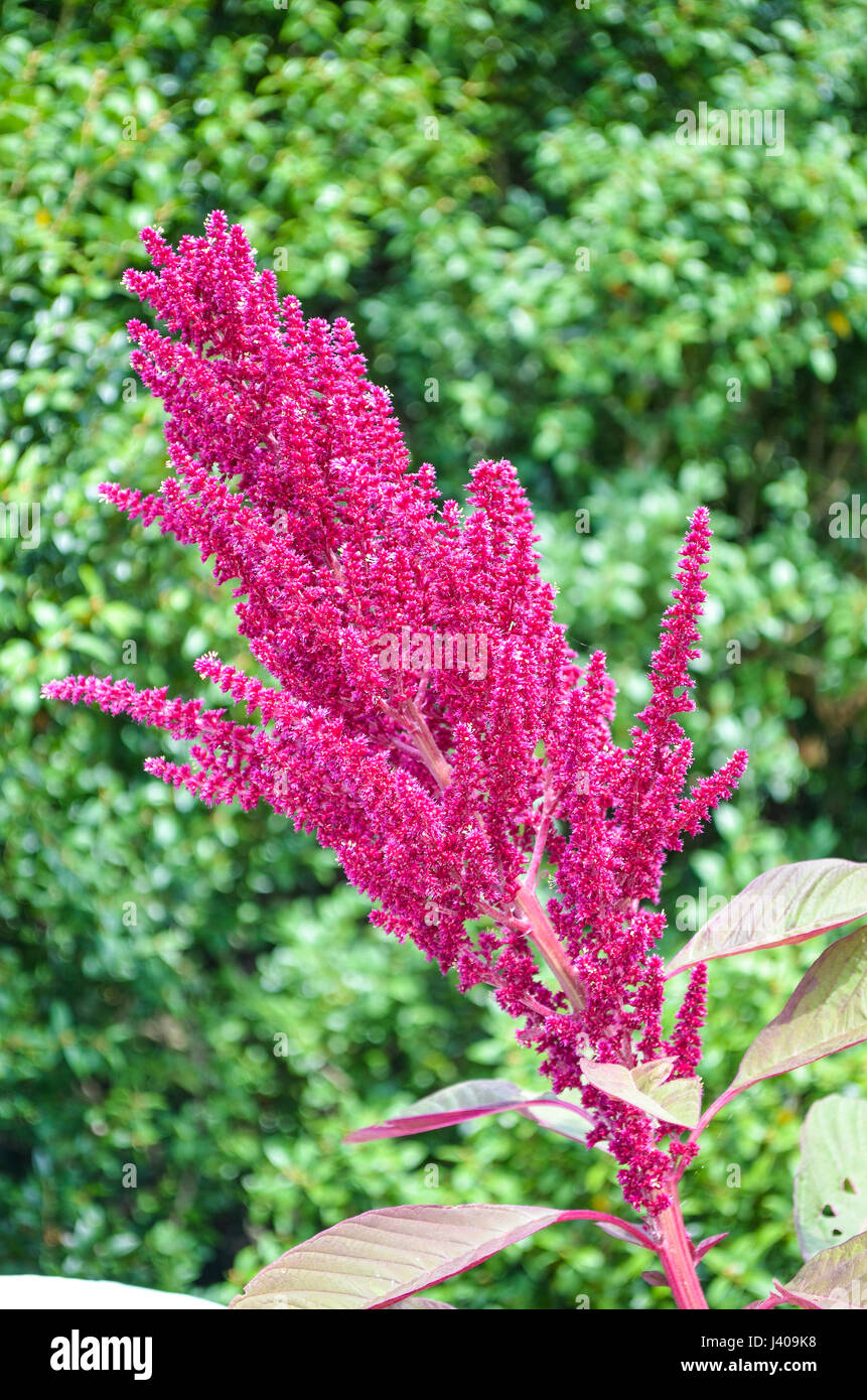 Amaranthus caudatus plant with pink flowers and red leaves Stock Photo ...