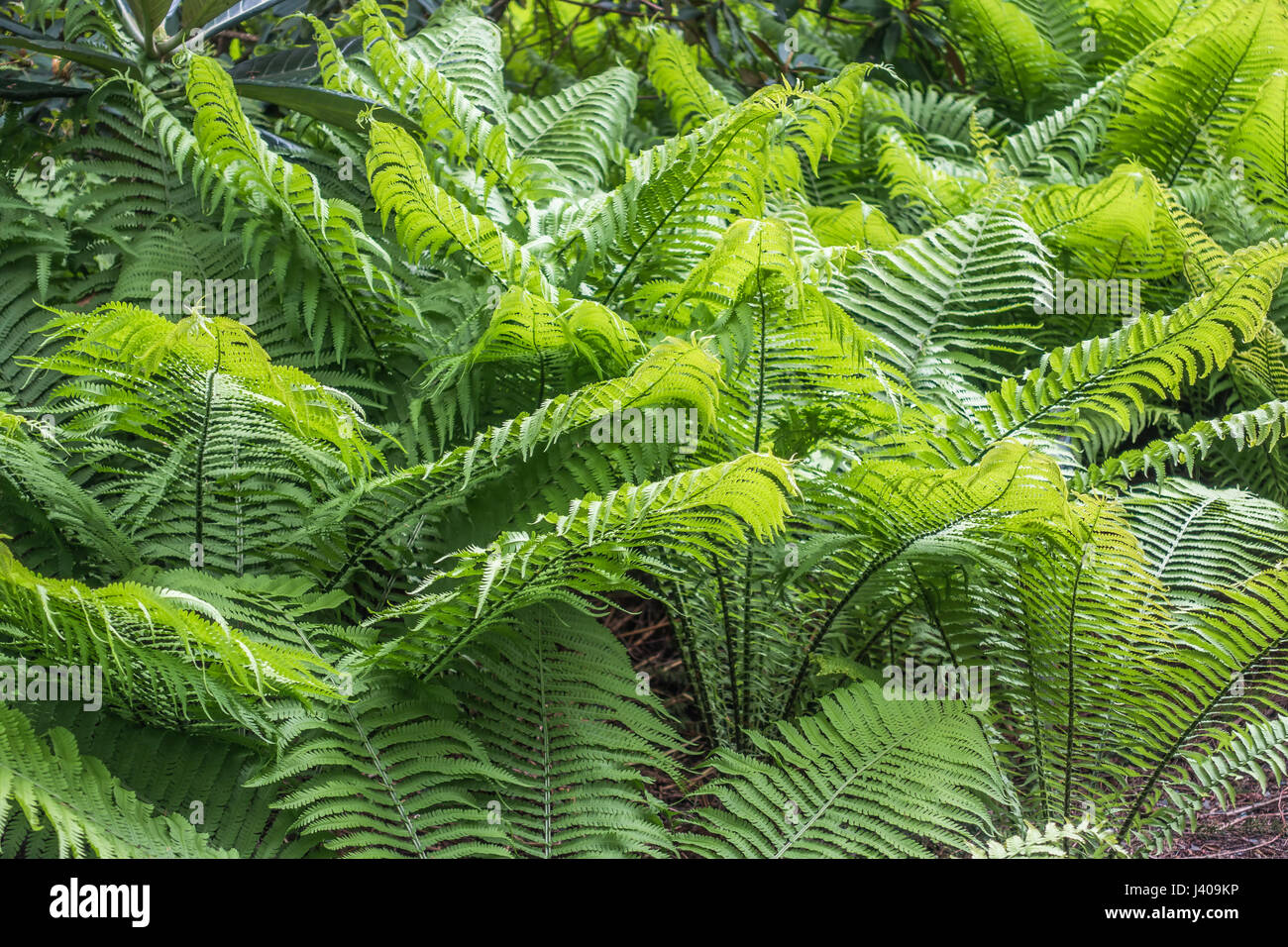 Macro shot delicate ferns hi-res stock photography and images - Alamy