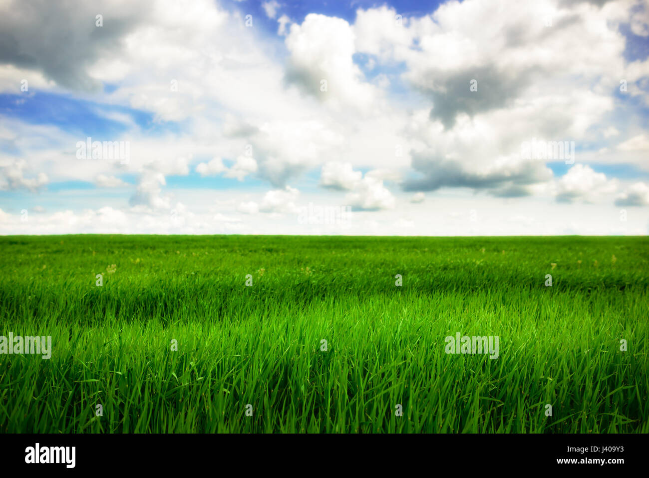 Green grass field and bright blue sky Stock Photo - Alamy