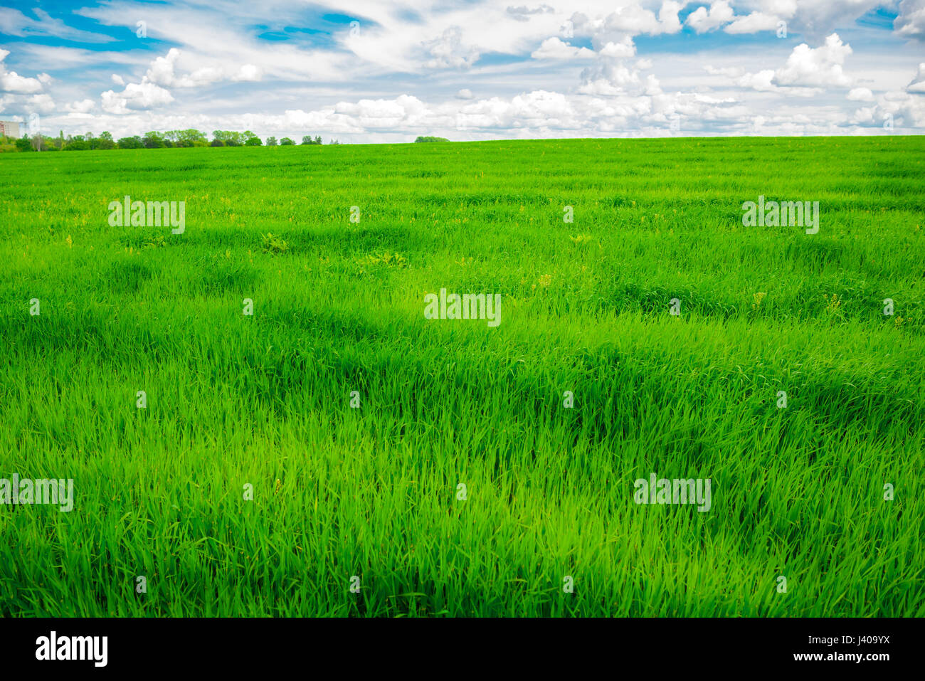 Green grass field and bright blue sky Stock Photo - Alamy