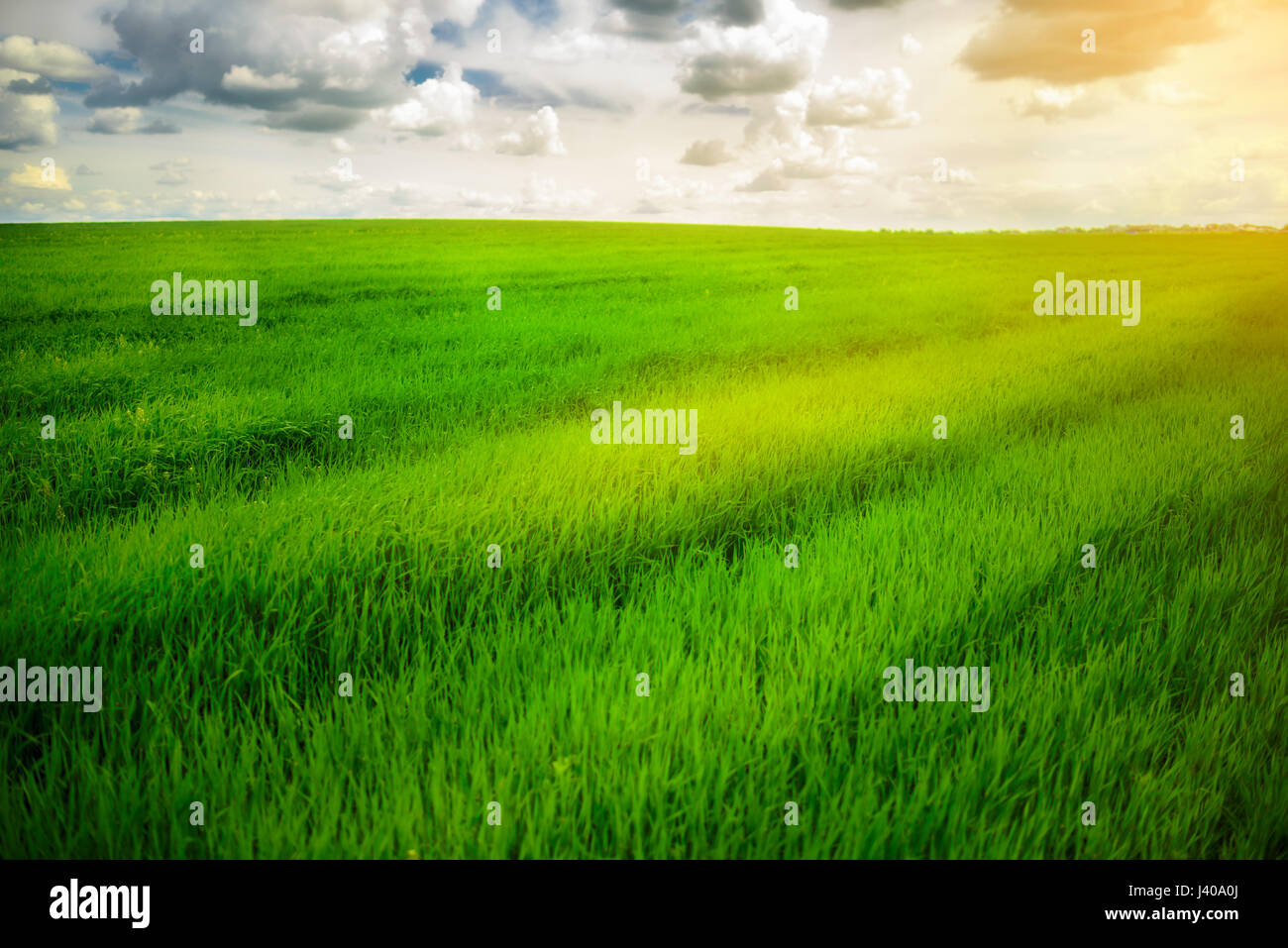 Green grass field and bright blue sky Stock Photo - Alamy