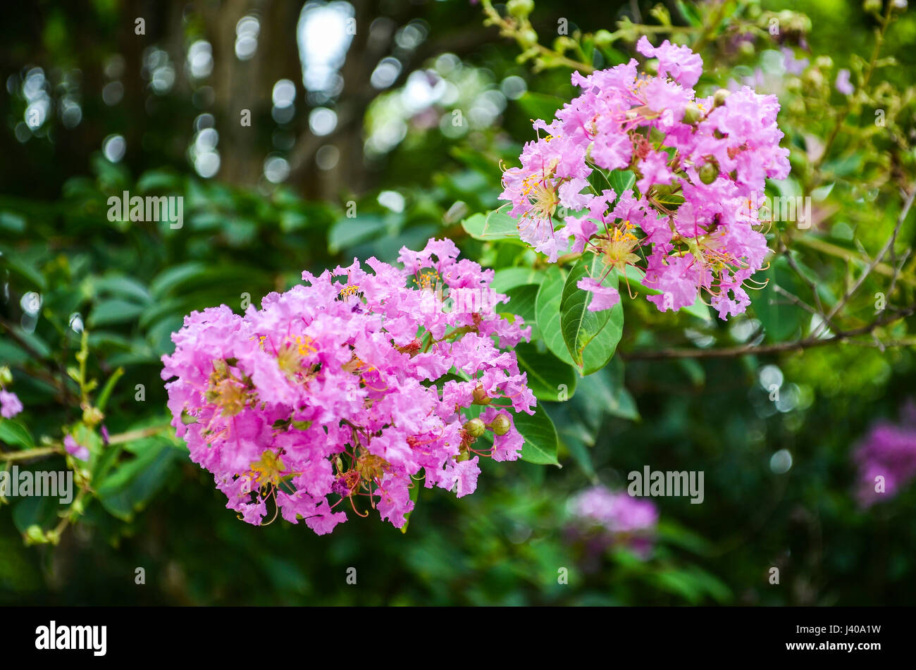 Lagerstroemia indica spring hi-res stock photography and images - Alamy