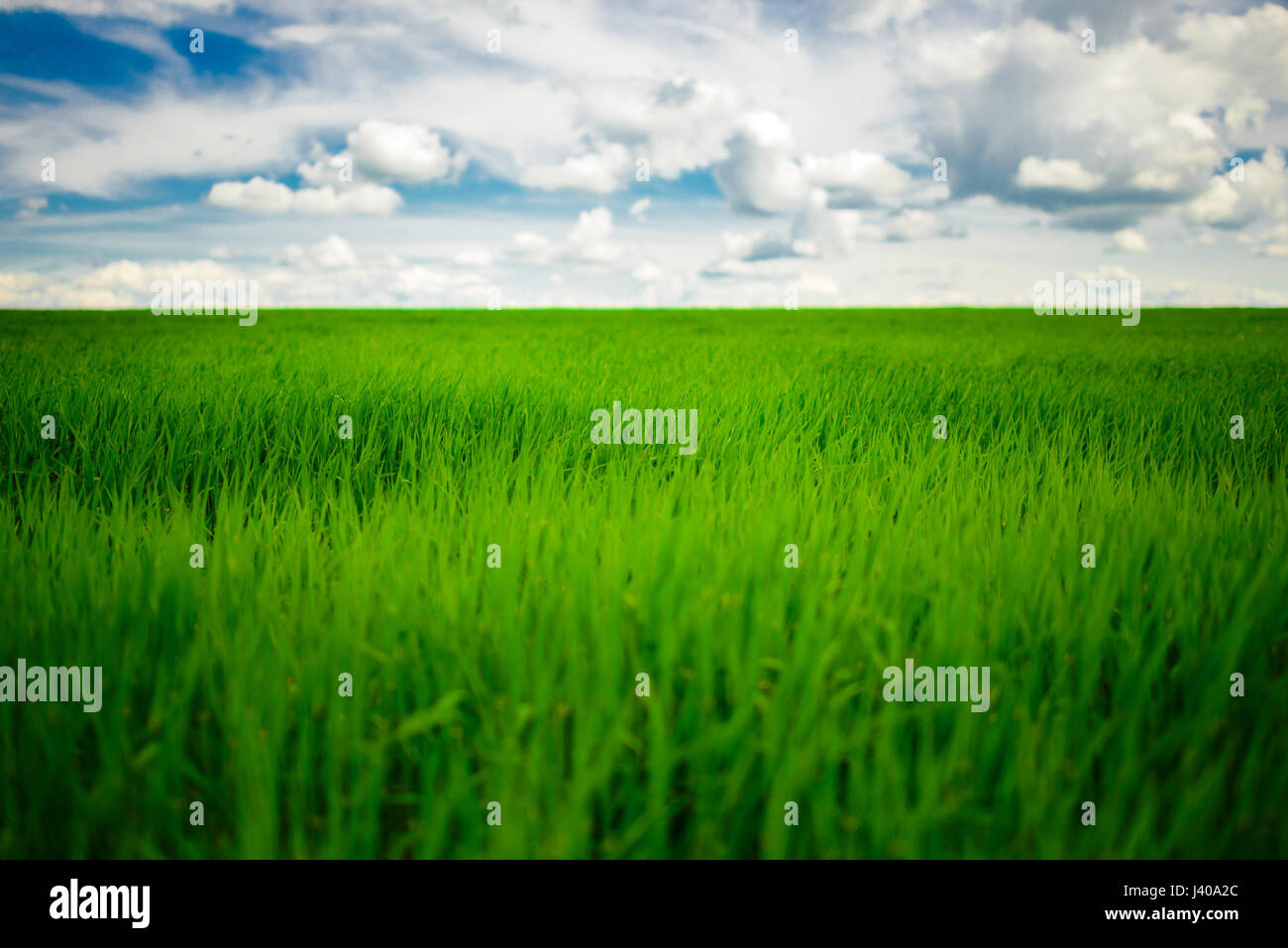 Green grass field and bright blue sky Stock Photo - Alamy