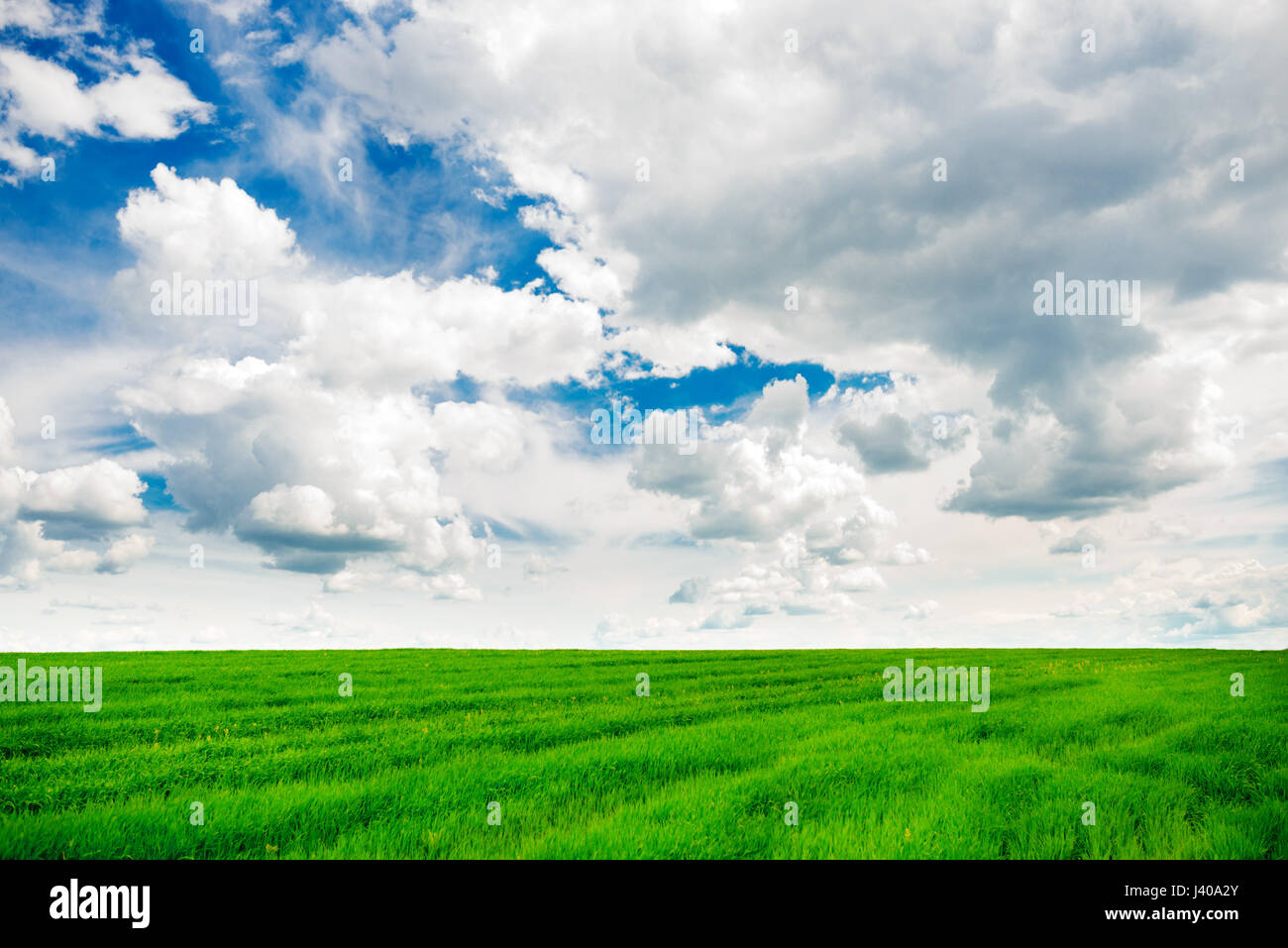 Green grass field and bright blue sky Stock Photo - Alamy