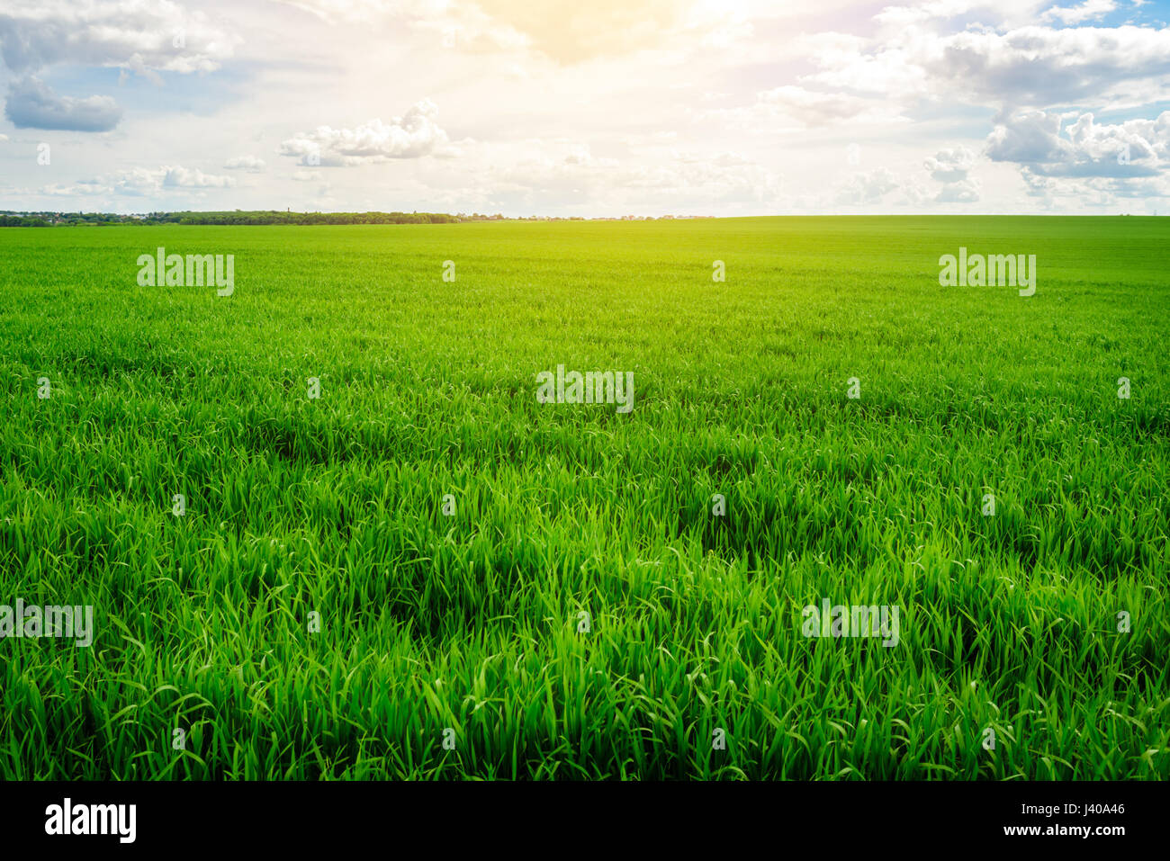 Green grass field and bright blue sky Stock Photo - Alamy