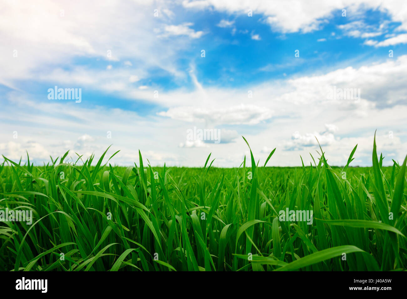 Green grass field and bright blue sky Stock Photo - Alamy
