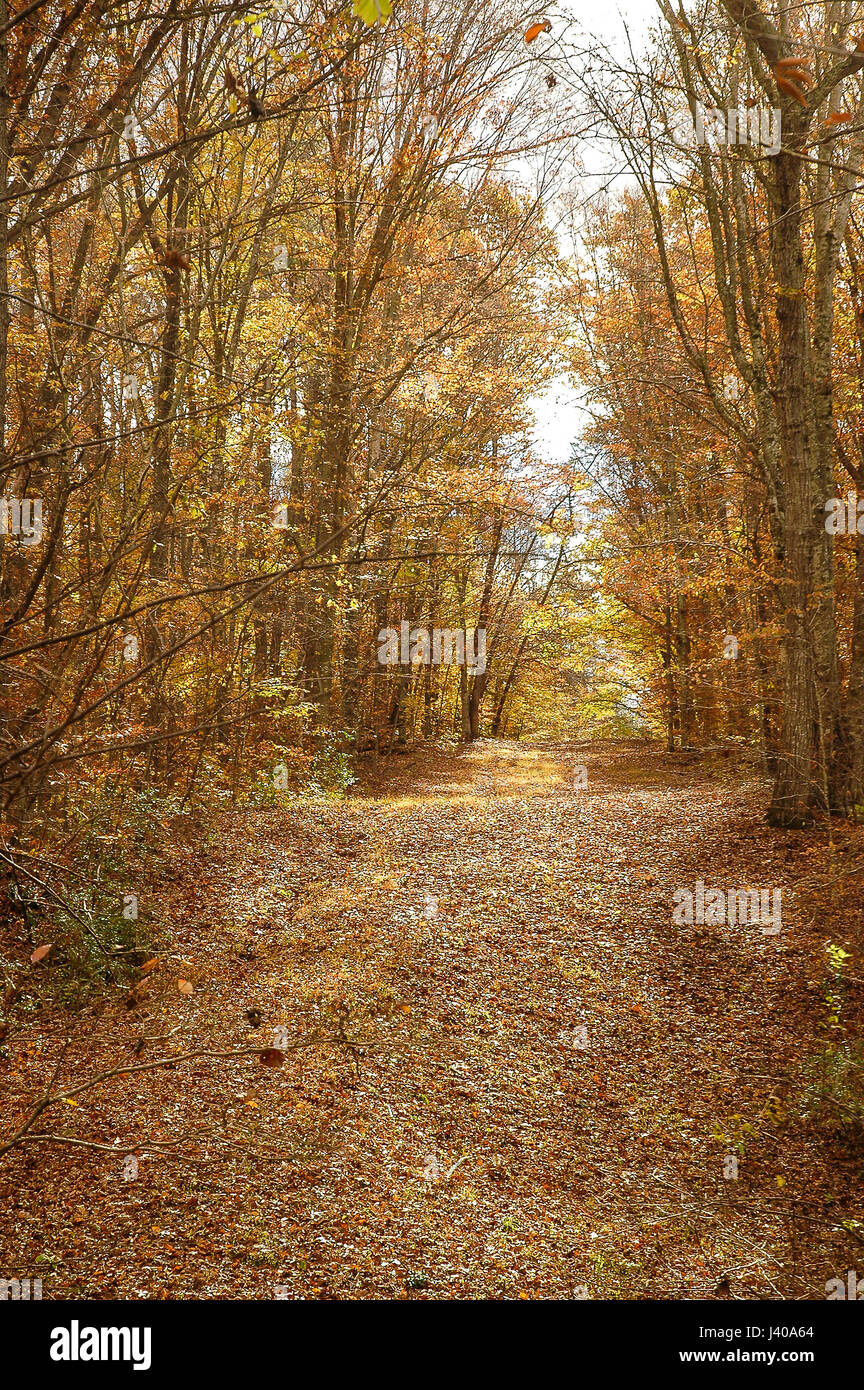 Fallen brown autumn leaves in golden forest with path Stock Photo - Alamy