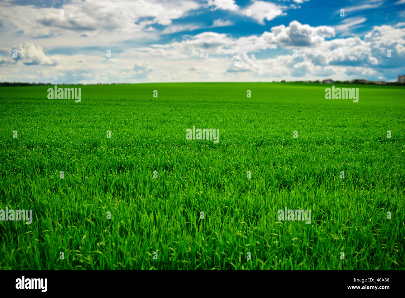 Green grass field and bright blue sky Stock Photo - Alamy