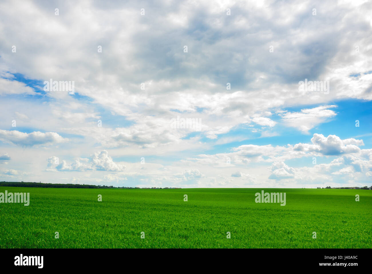 Green grass field and bright blue sky Stock Photo - Alamy